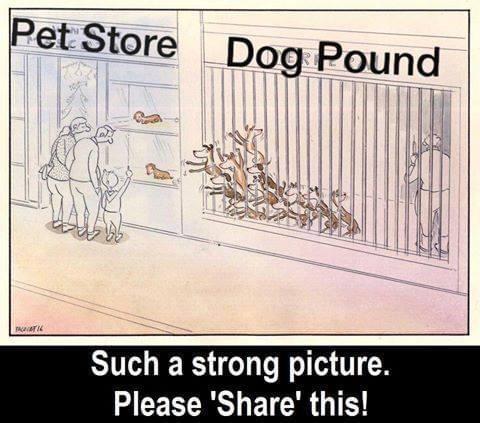 We Bark In A Society | Scrolller