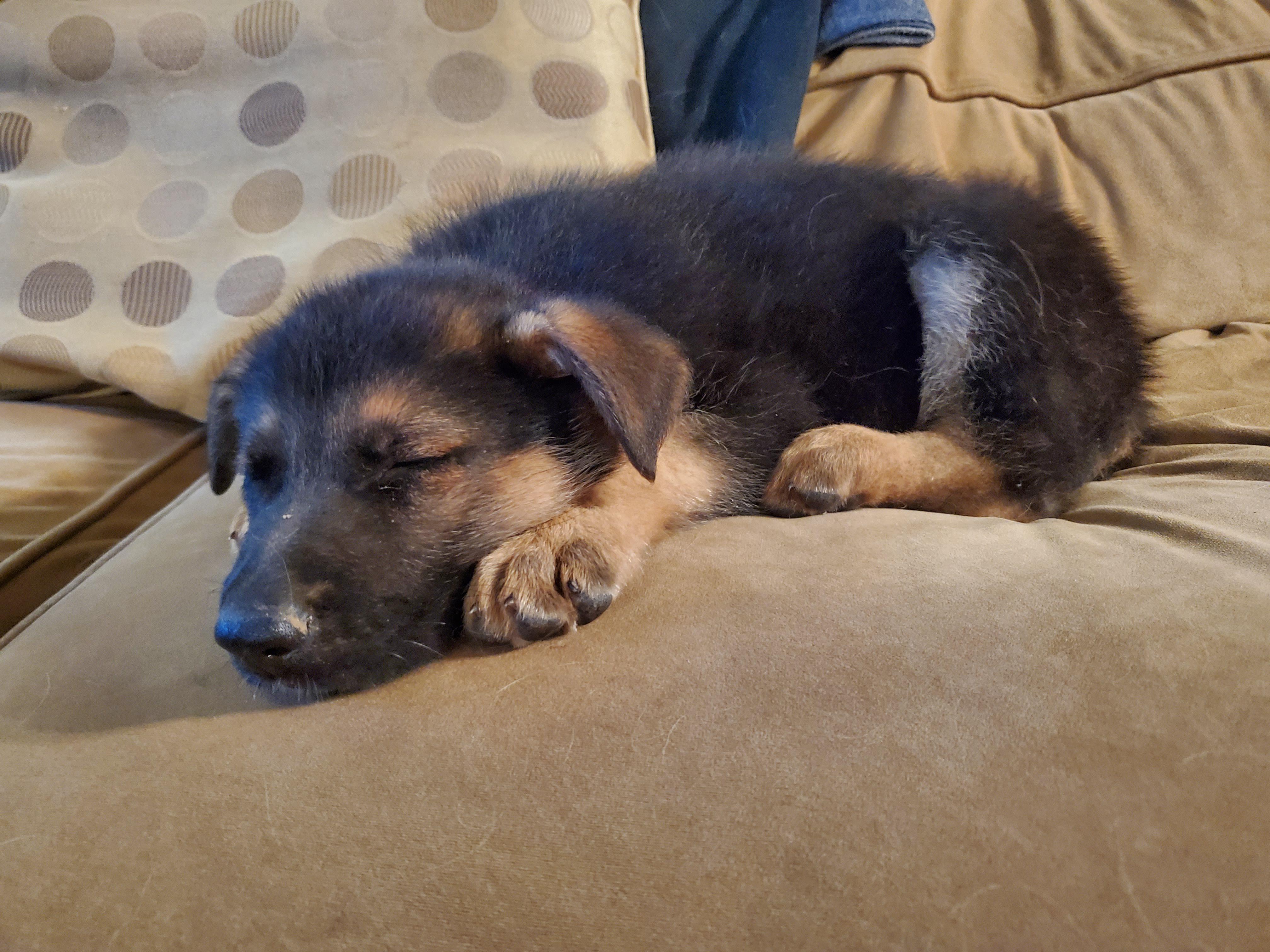 We brought home our first GSD yesterday. Welcome home, Waffles! | Scrolller