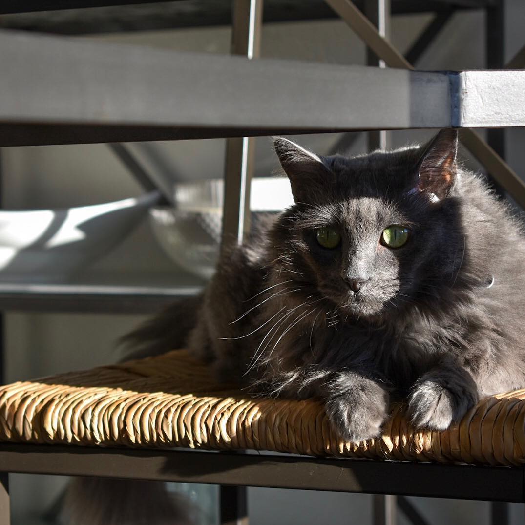 We call her "The Fuzz" | Scrolller