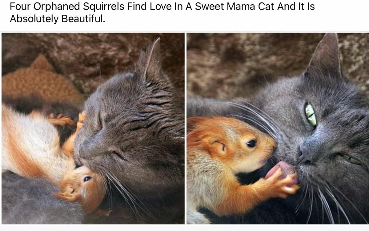 we can learn a lot from animals | Scrolller