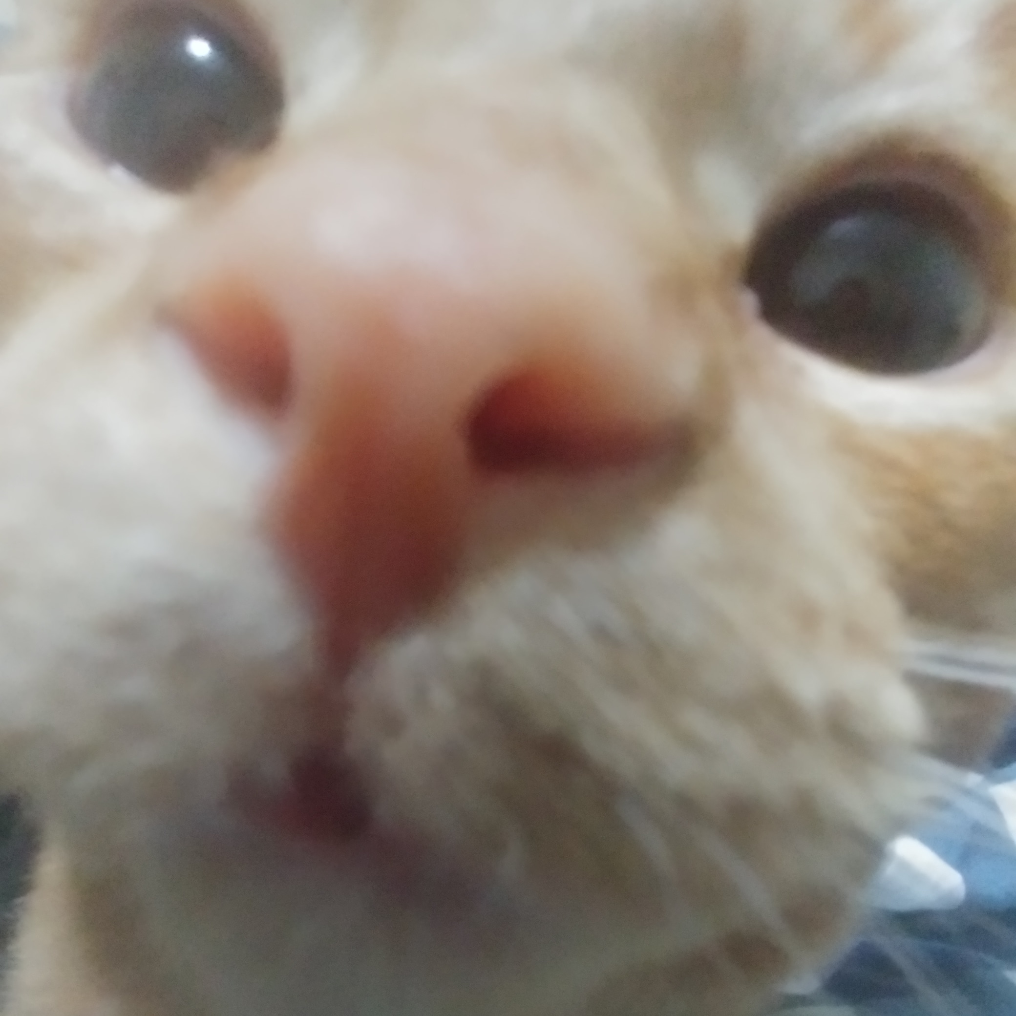 We do a bit of sniffing | Scrolller