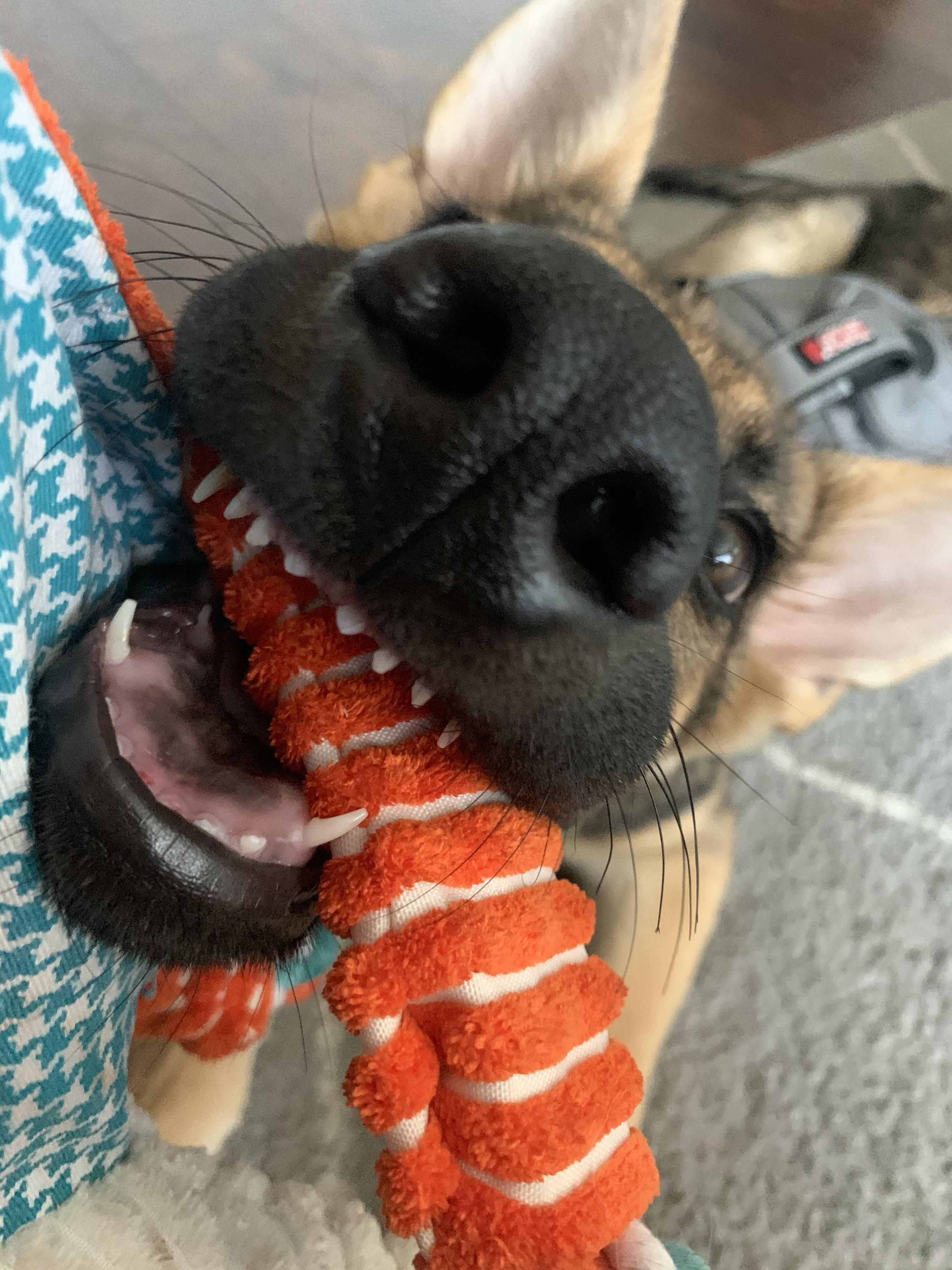 We have big boy teeth! | Scrolller