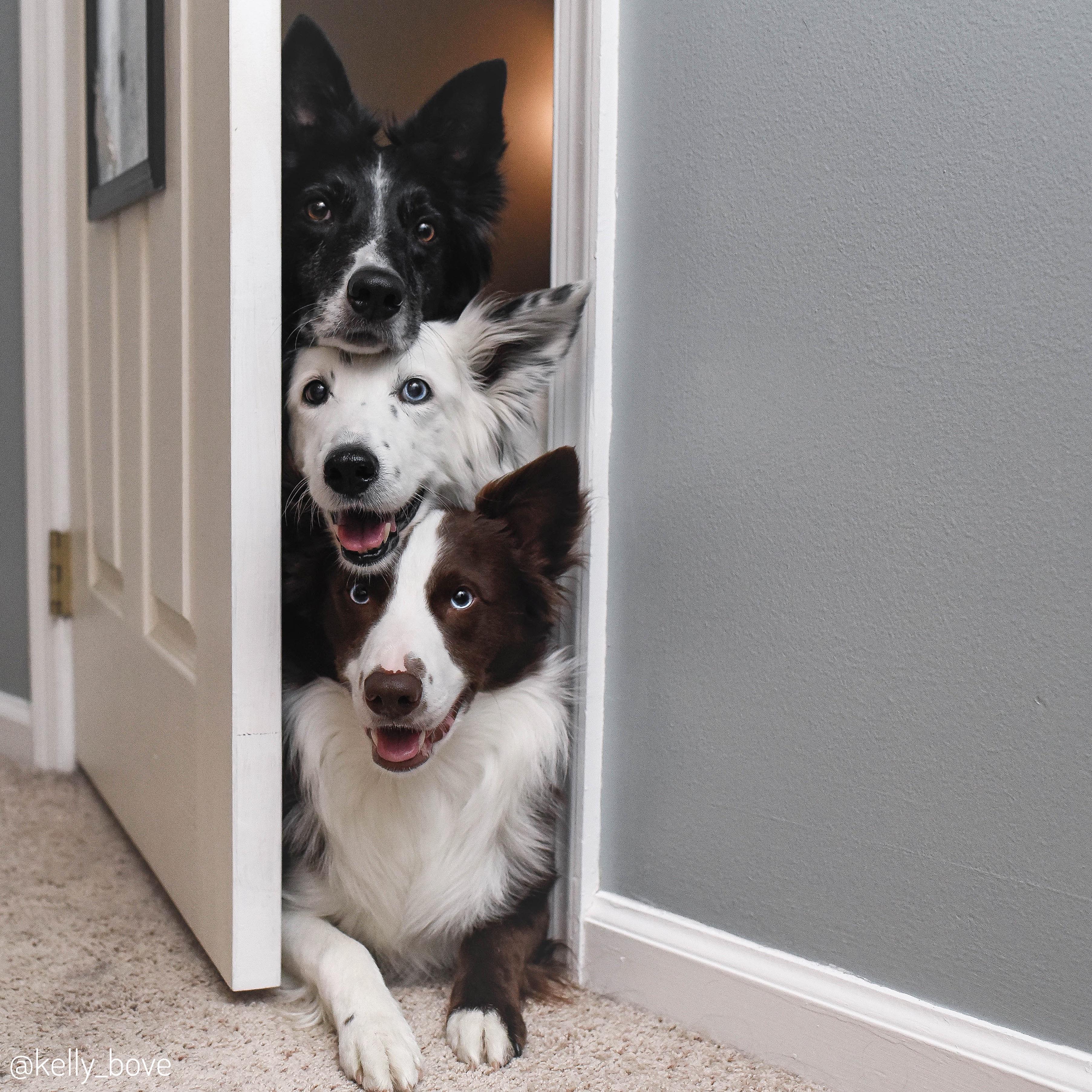 We made a doggy totem pole 😁 | Scrolller