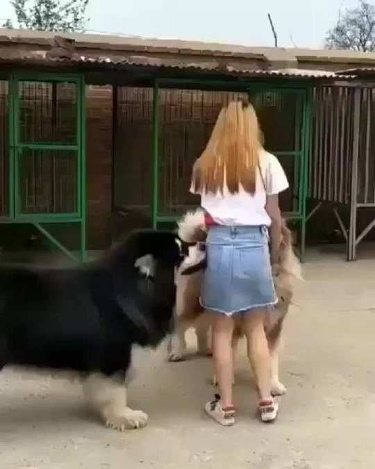 We need bigger hooman | Scrolller