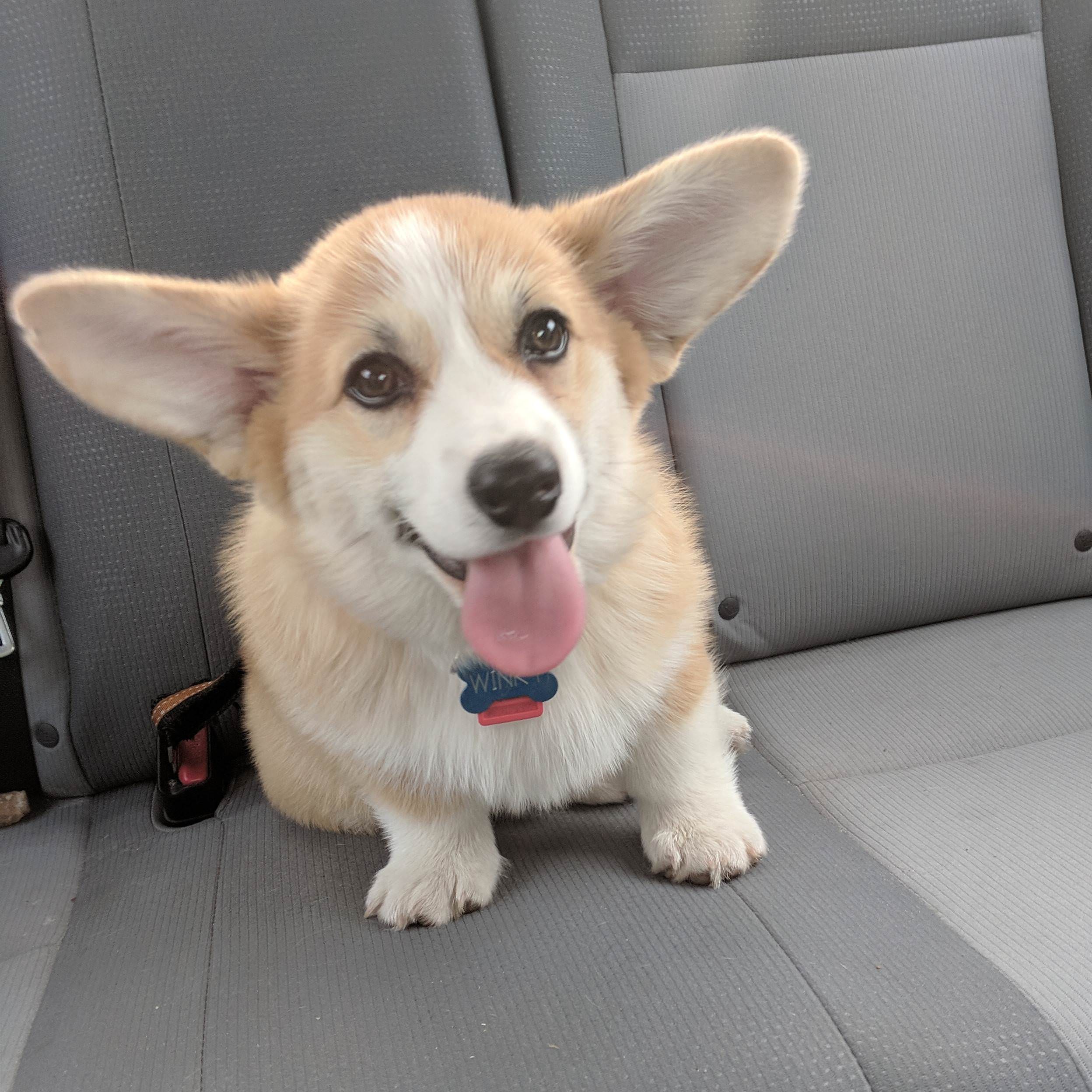 We thought we had a Corgi puppy, but apparently she's just Yoda in disguise. | Scrolller