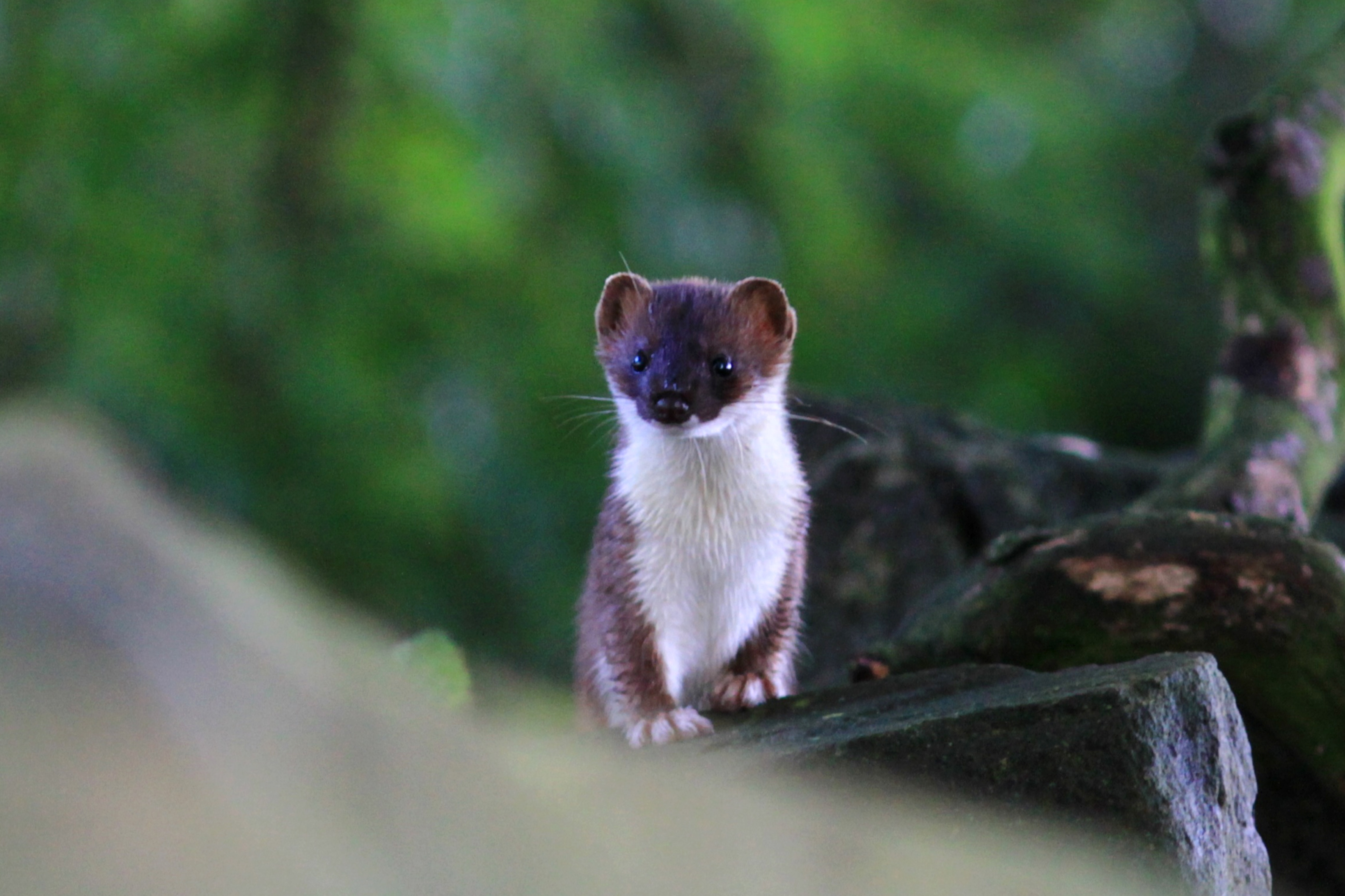 Weasel on the Alert | Scrolller