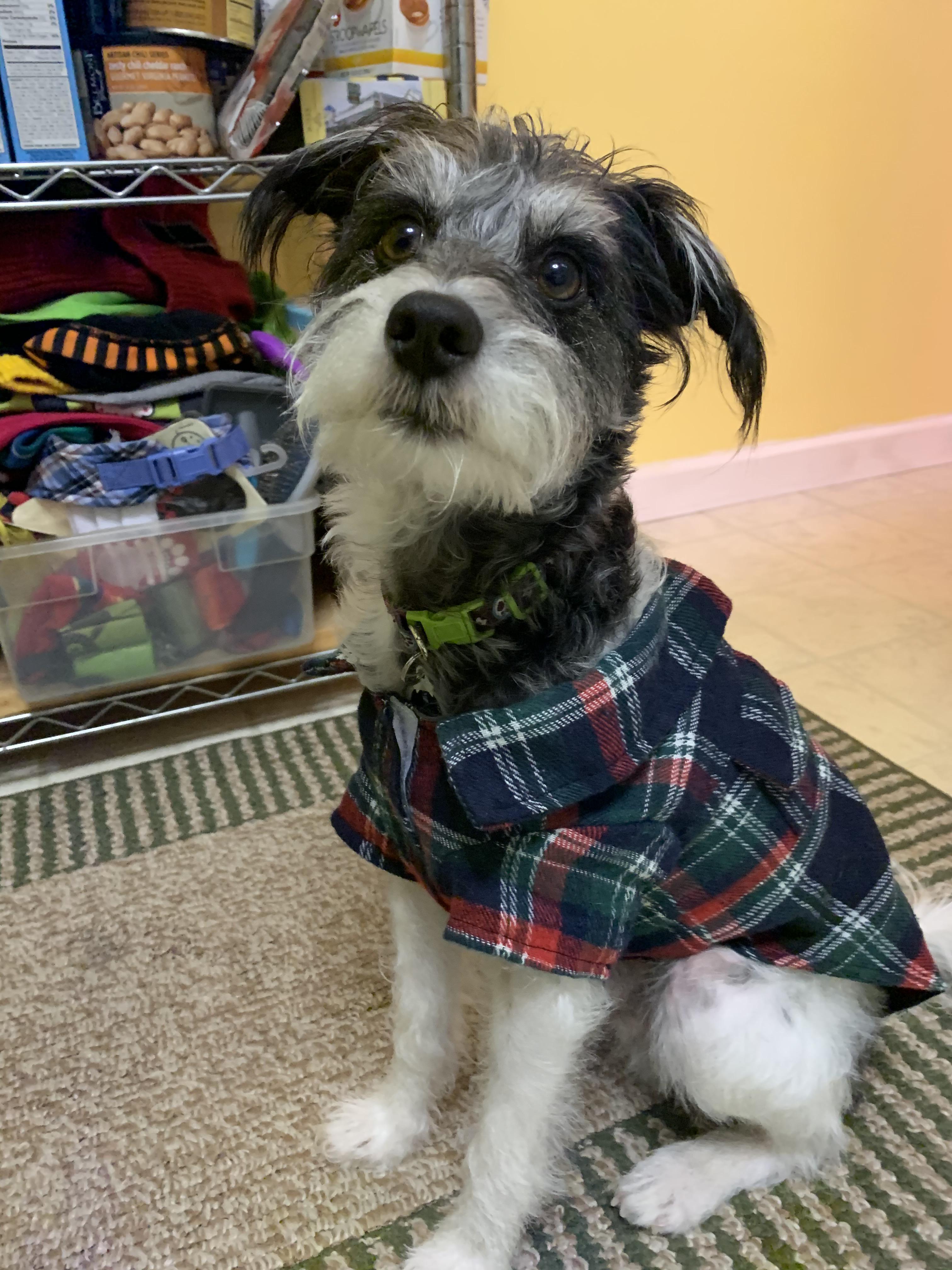Weasley showing off his new flannel. Keeping warm in this fall weather ...