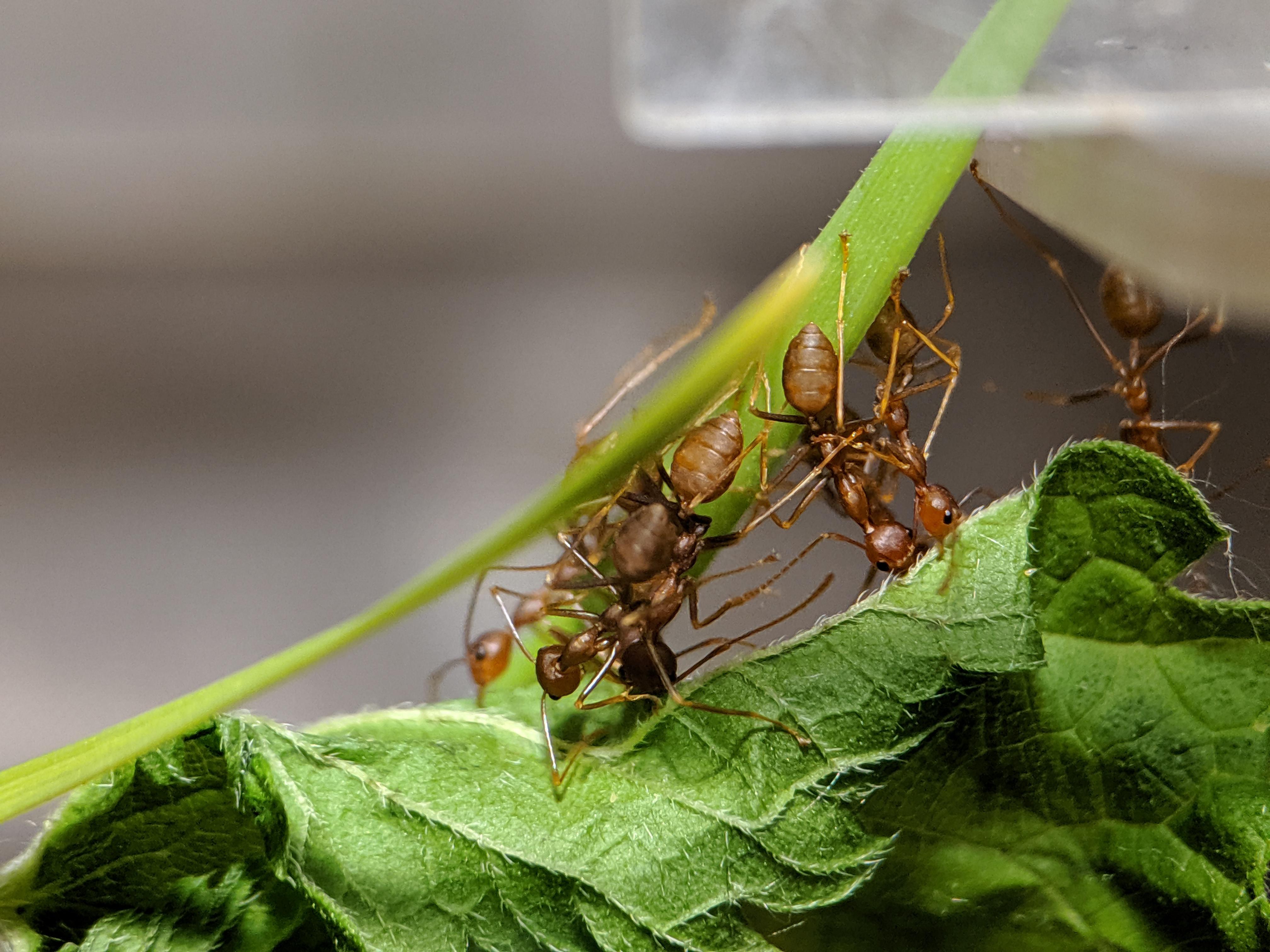 Weaver ants creating something in antfarm | Scrolller