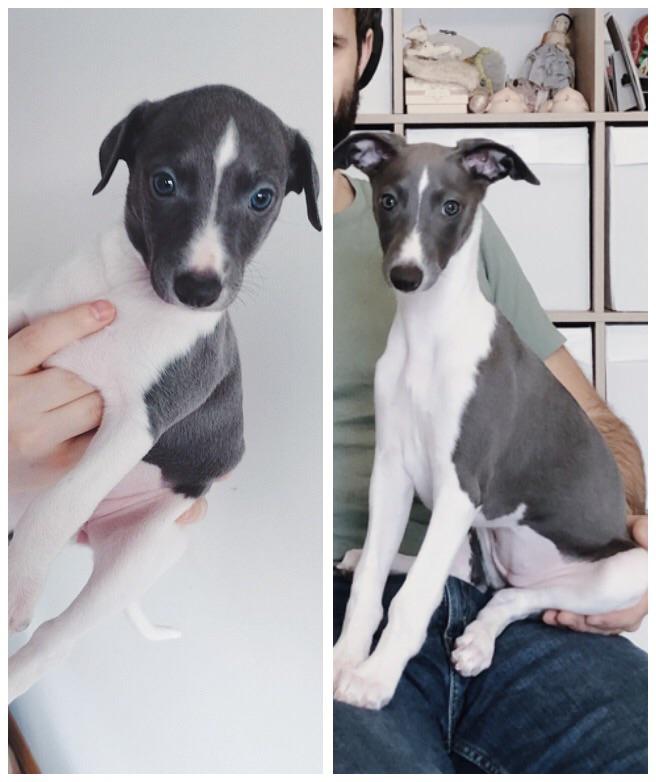 Week 6 ~ Week 11 🤍 Instagram.com/sumi_whippet | Scrolller
