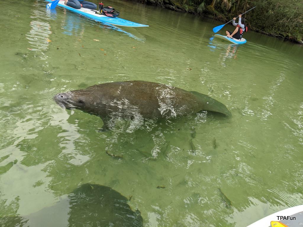 Weeki Wachee River | Scrolller