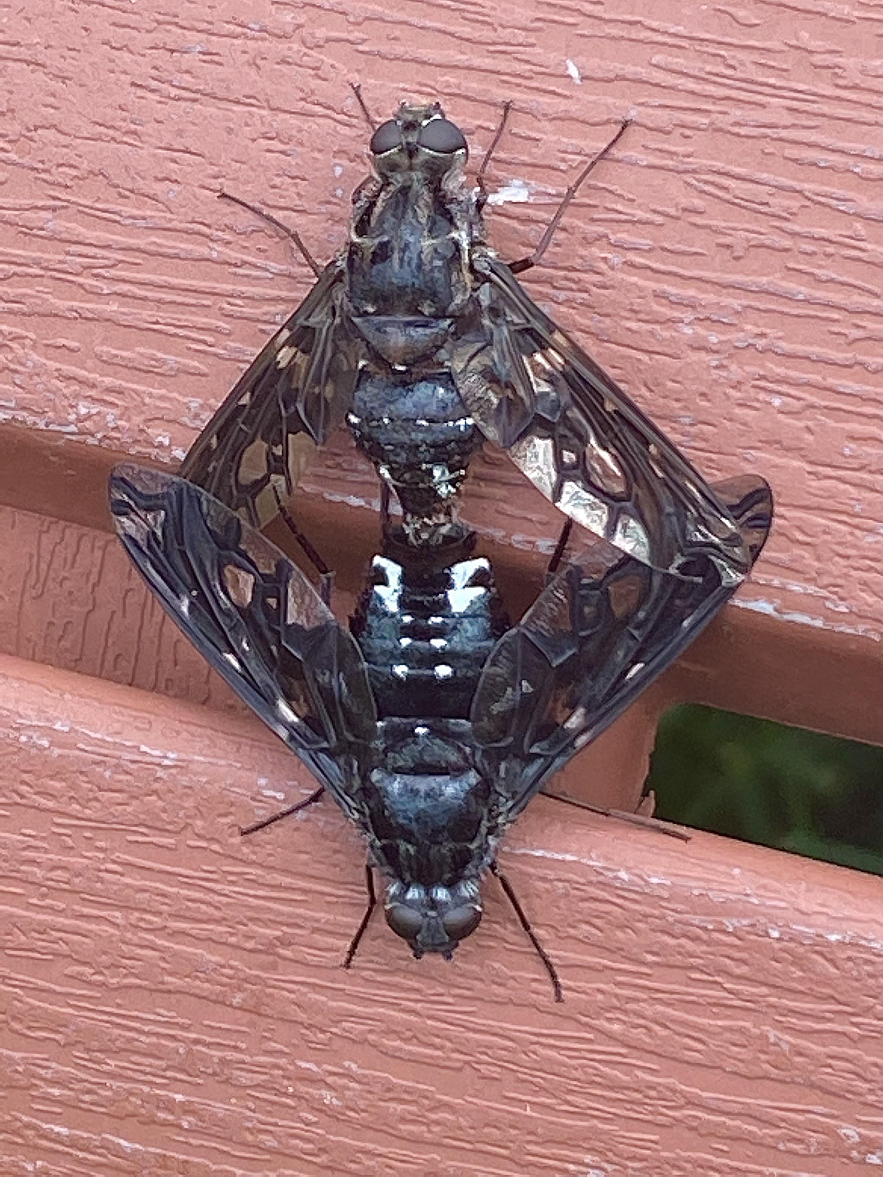 Weird mating insects | Scrolller