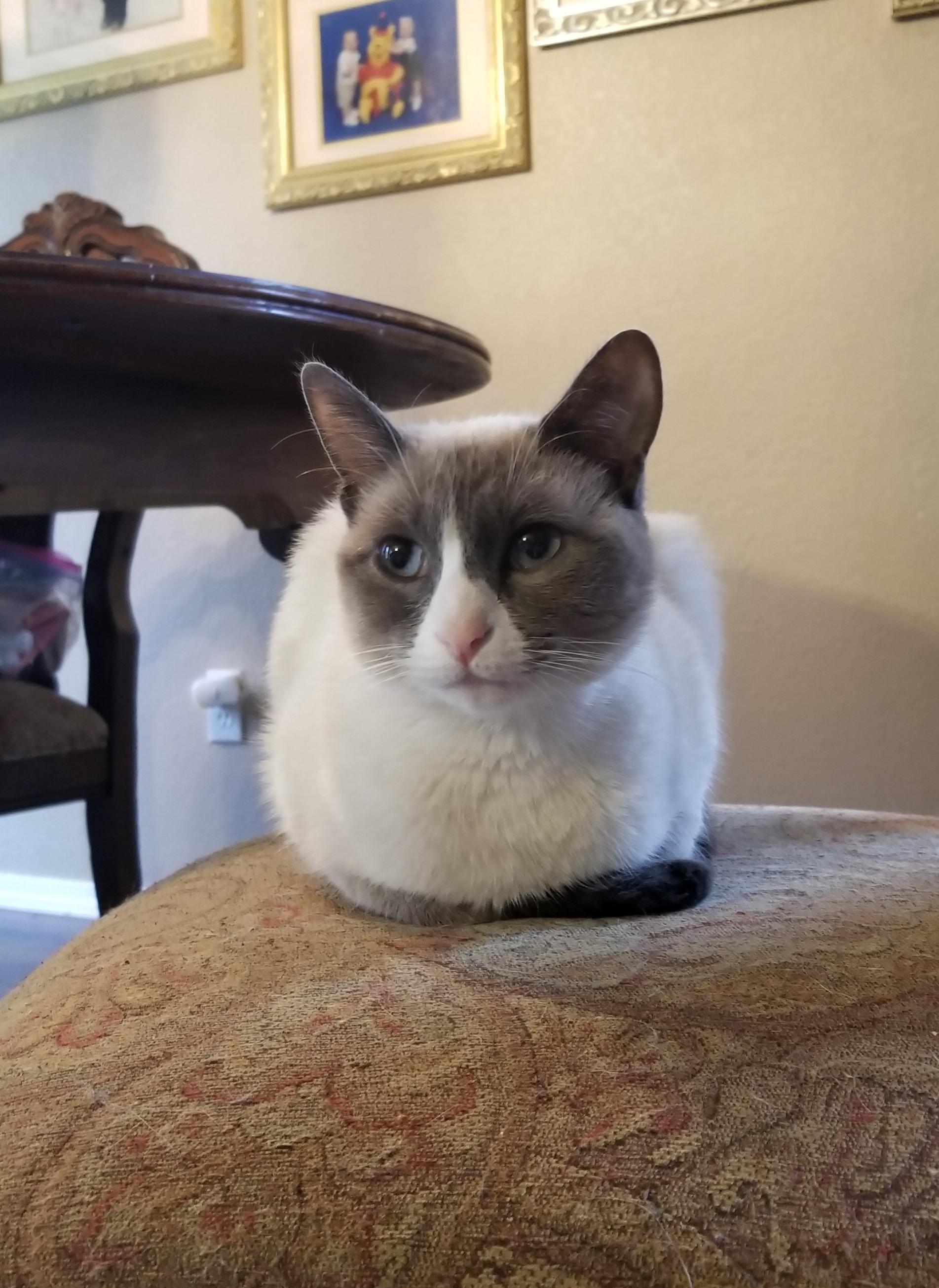 Well formed loaf. | Scrolller
