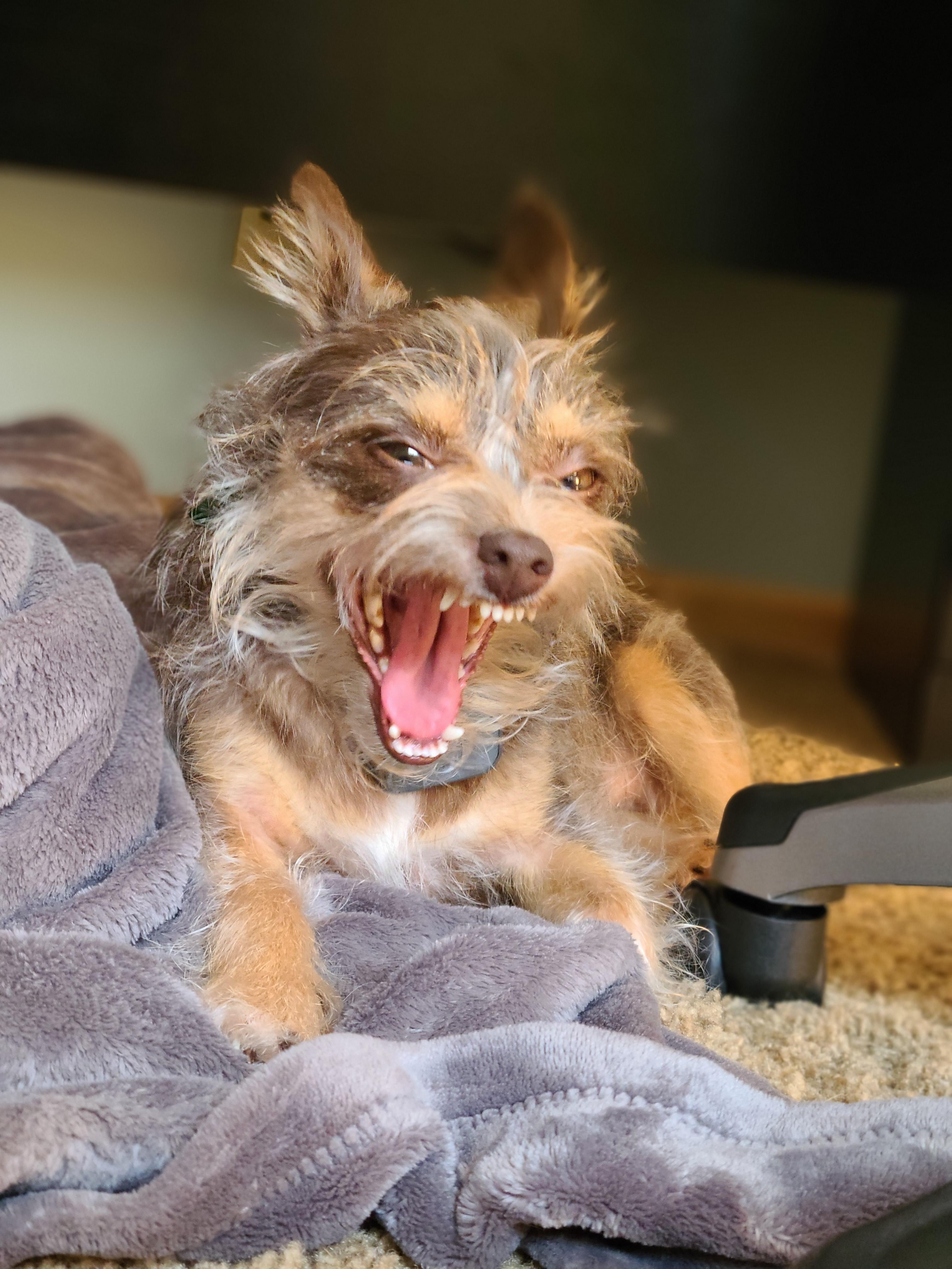 Well this is a new yawning technique to me | Scrolller