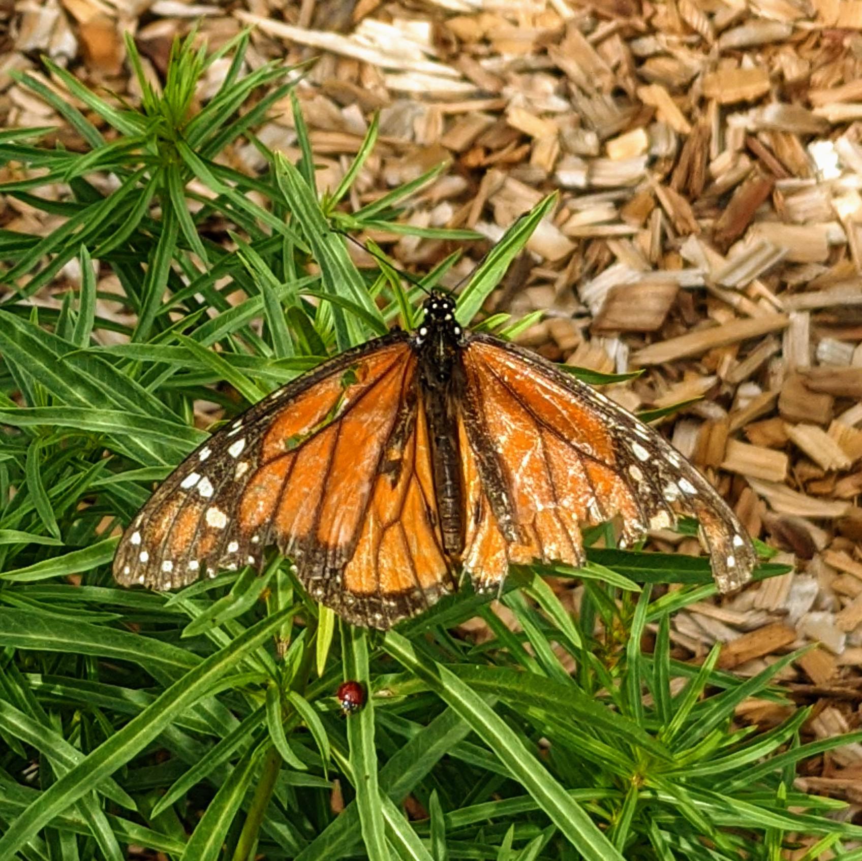 Well-Traveled Monarch | Scrolller