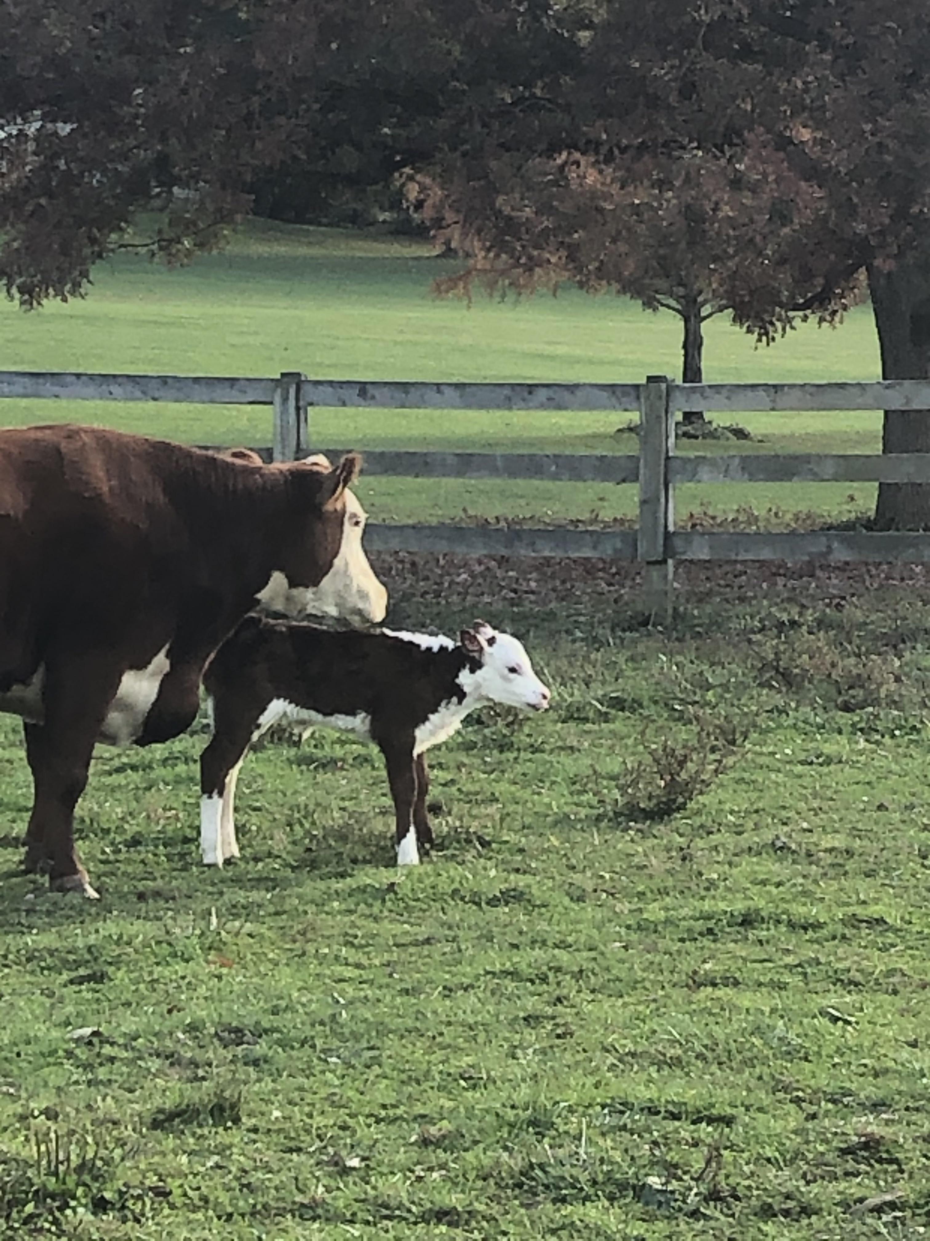 Well we got the first calf of the year | Scrolller