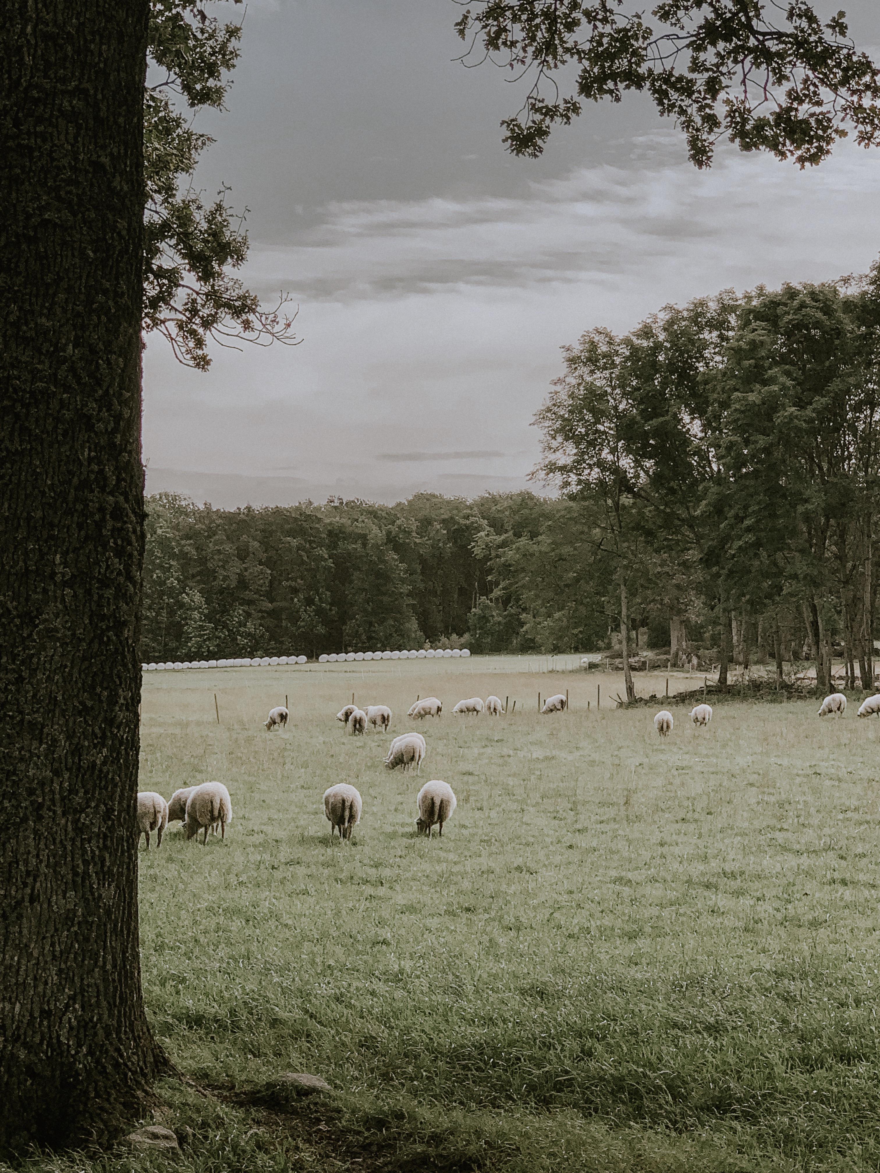 Went for a walk and spotted many of sheep butts. They are so cute!! 😍 | Scrolller