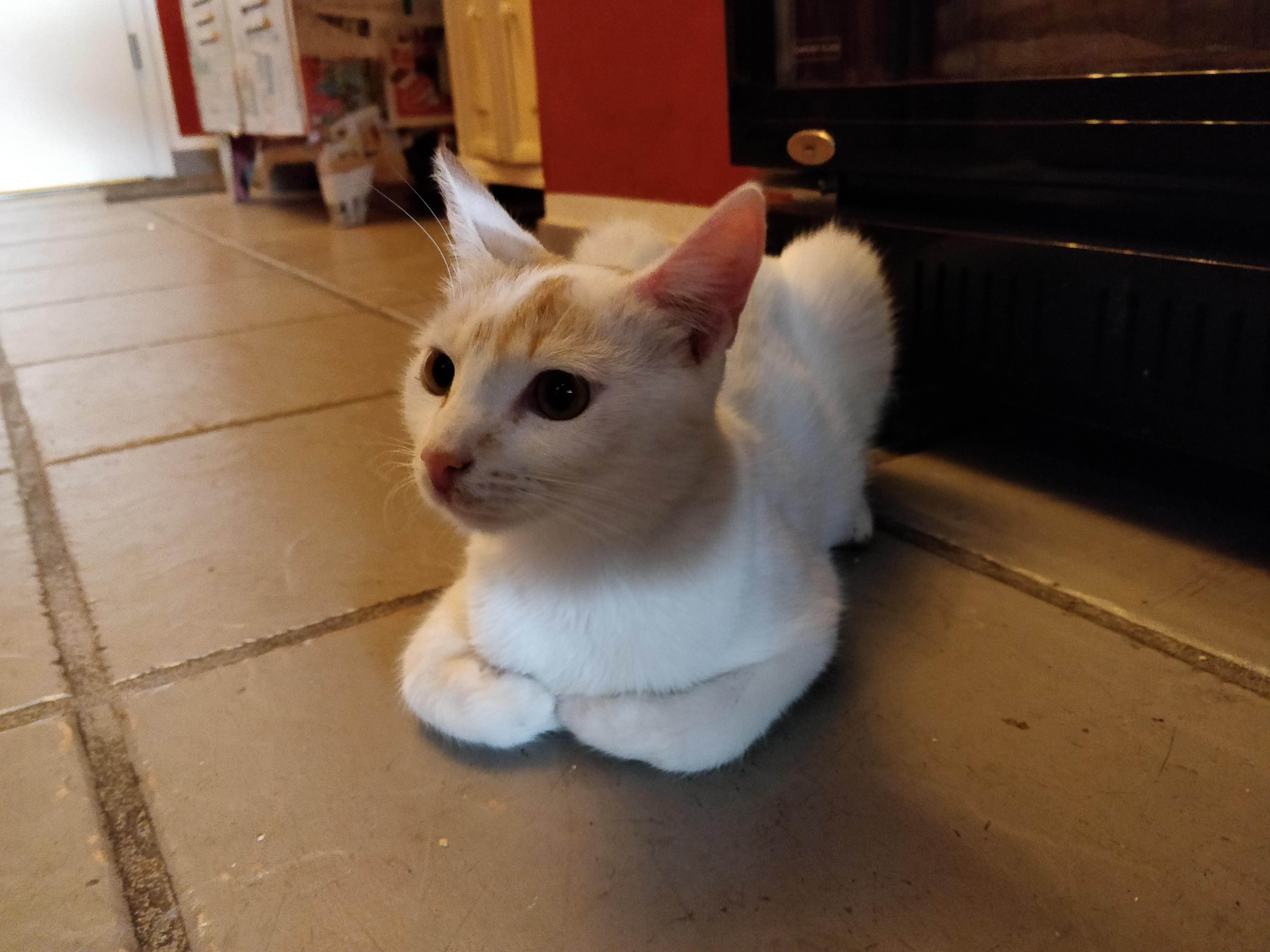 Went to a cat café. Got served some undercooked loaf. | Scrolller