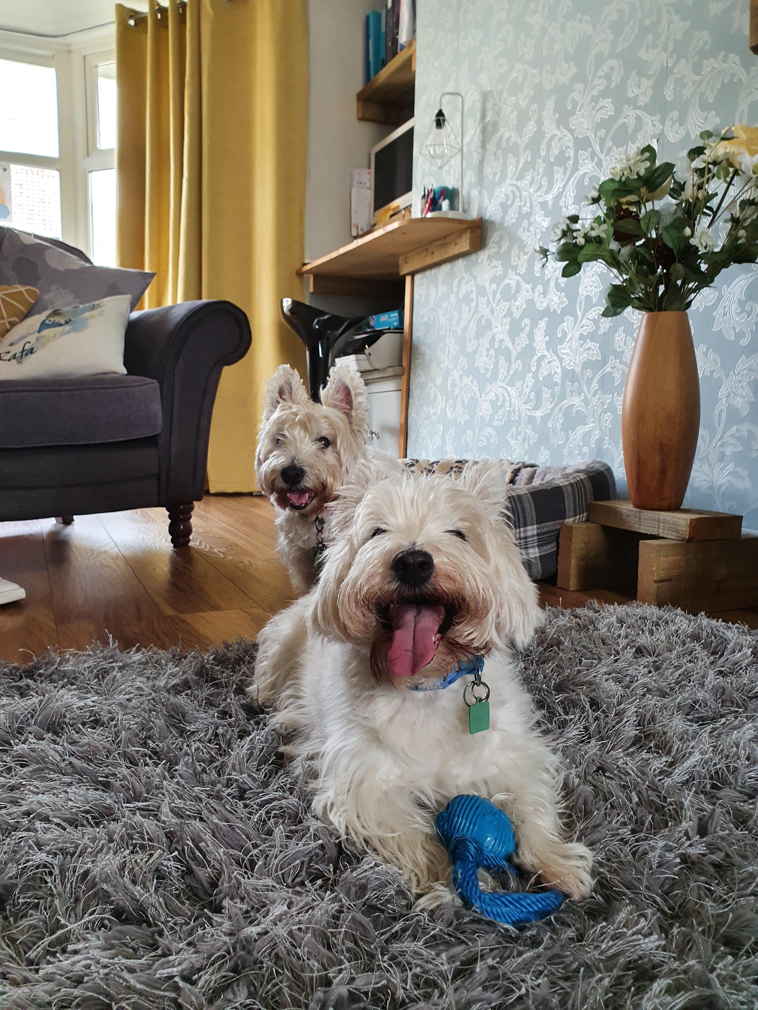 Westie brothers - Rafa & Maxi 🥰 | Scrolller