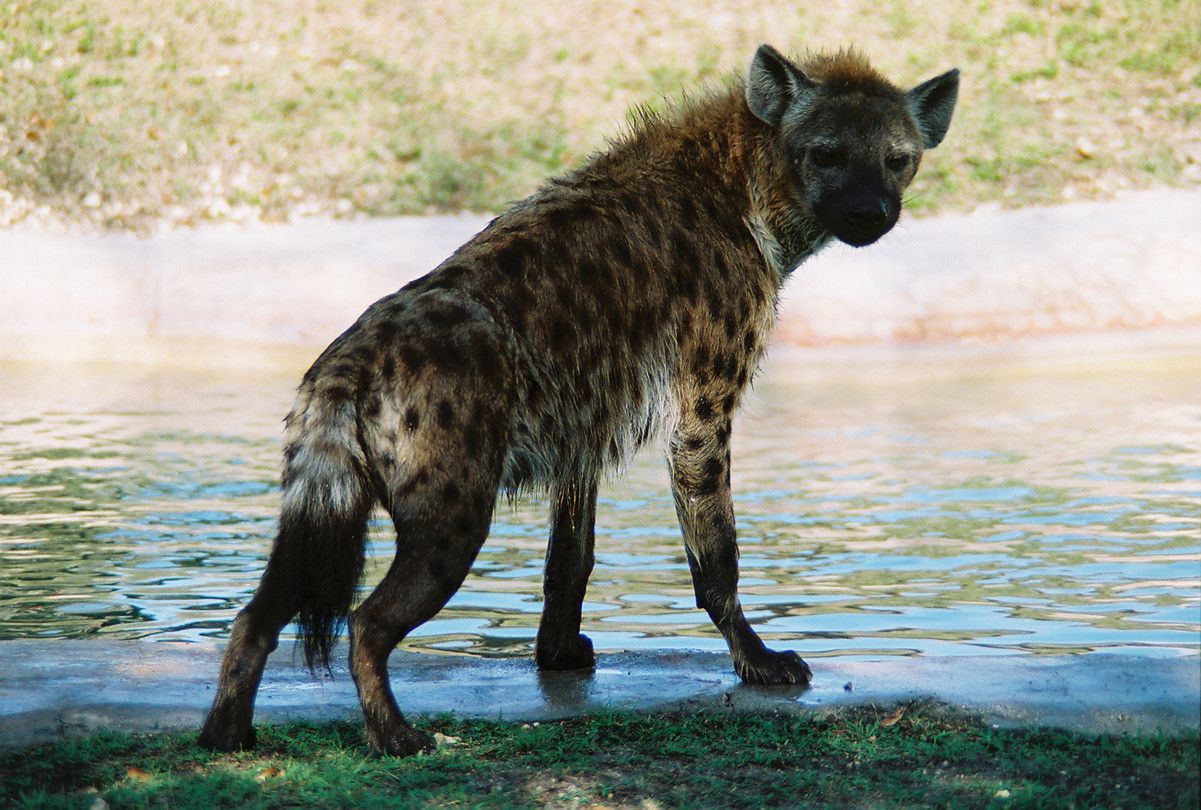 Wet hyena | Scrolller