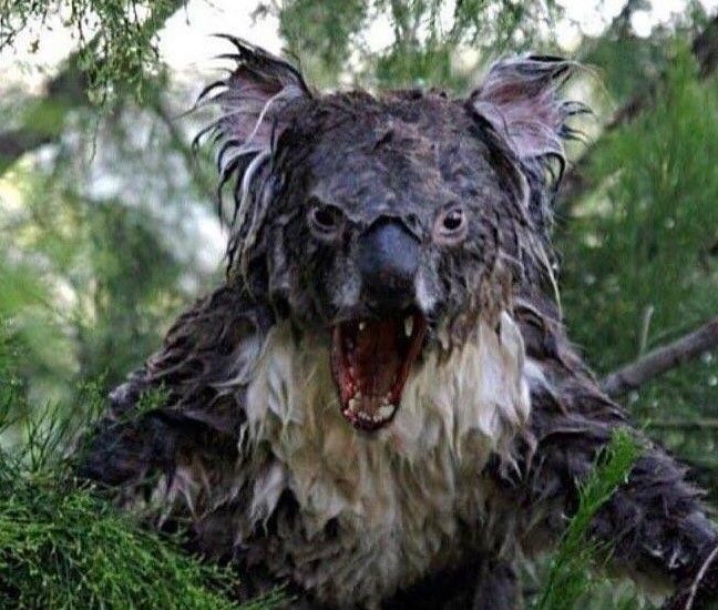 Wet Koala | Scrolller