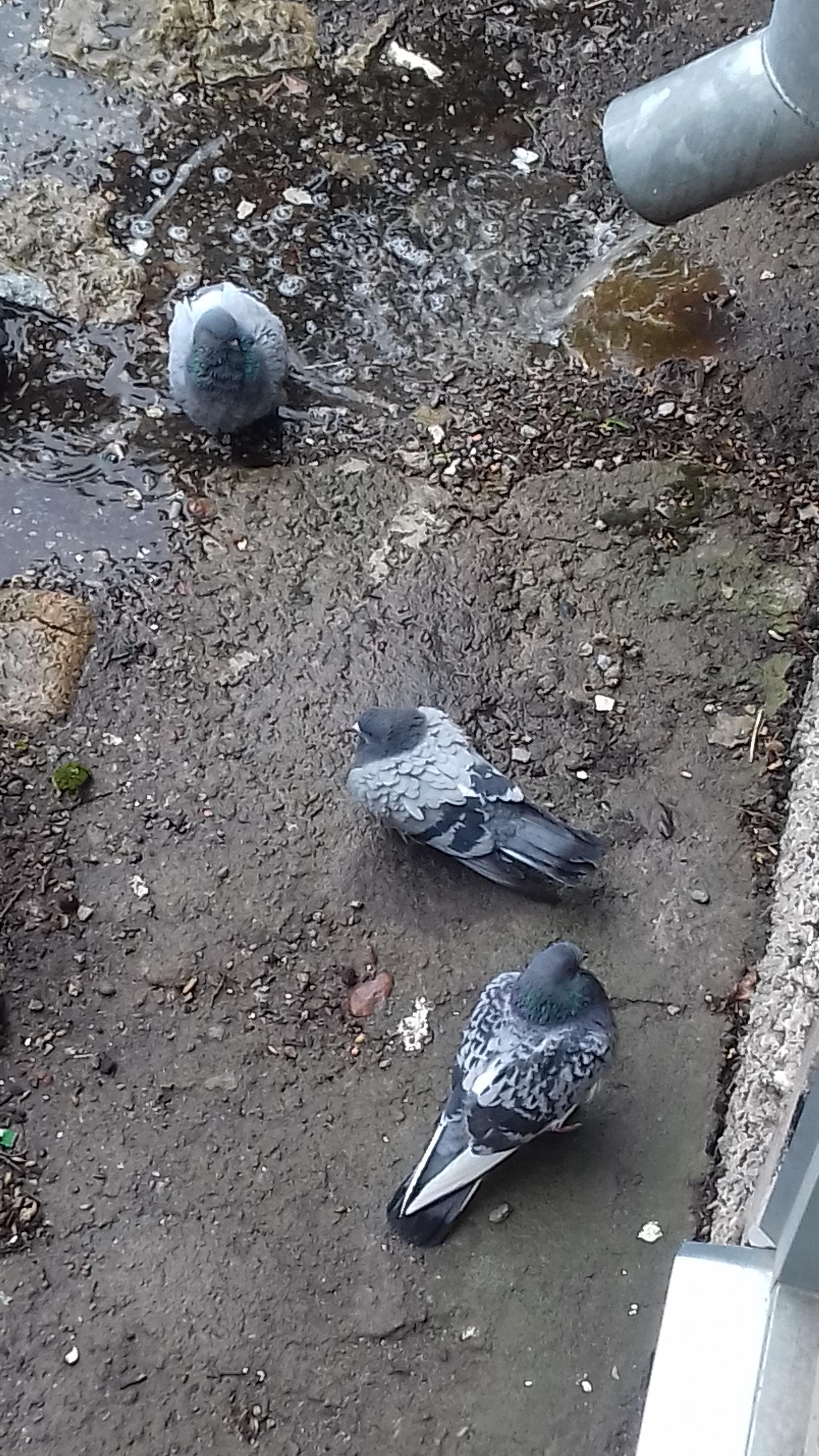 Wet pigeons | Scrolller