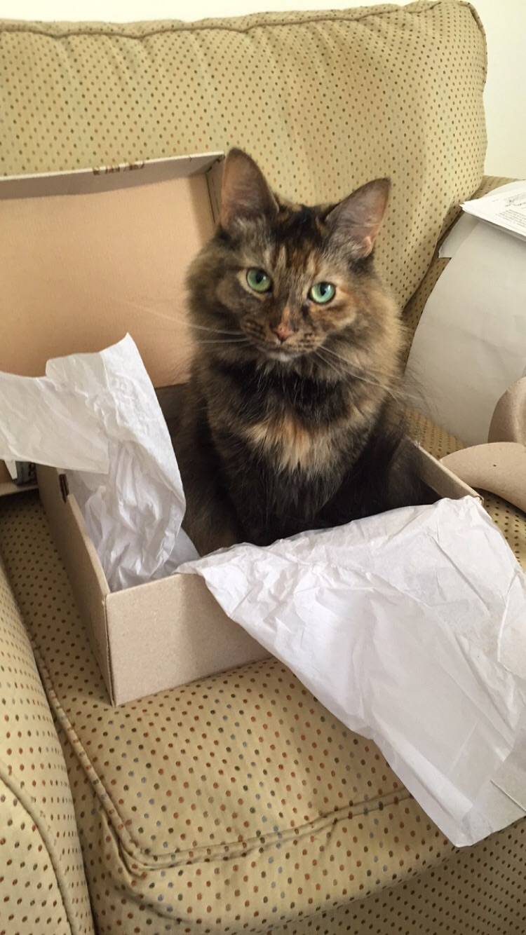 What a comfy looking box! | Scrolller