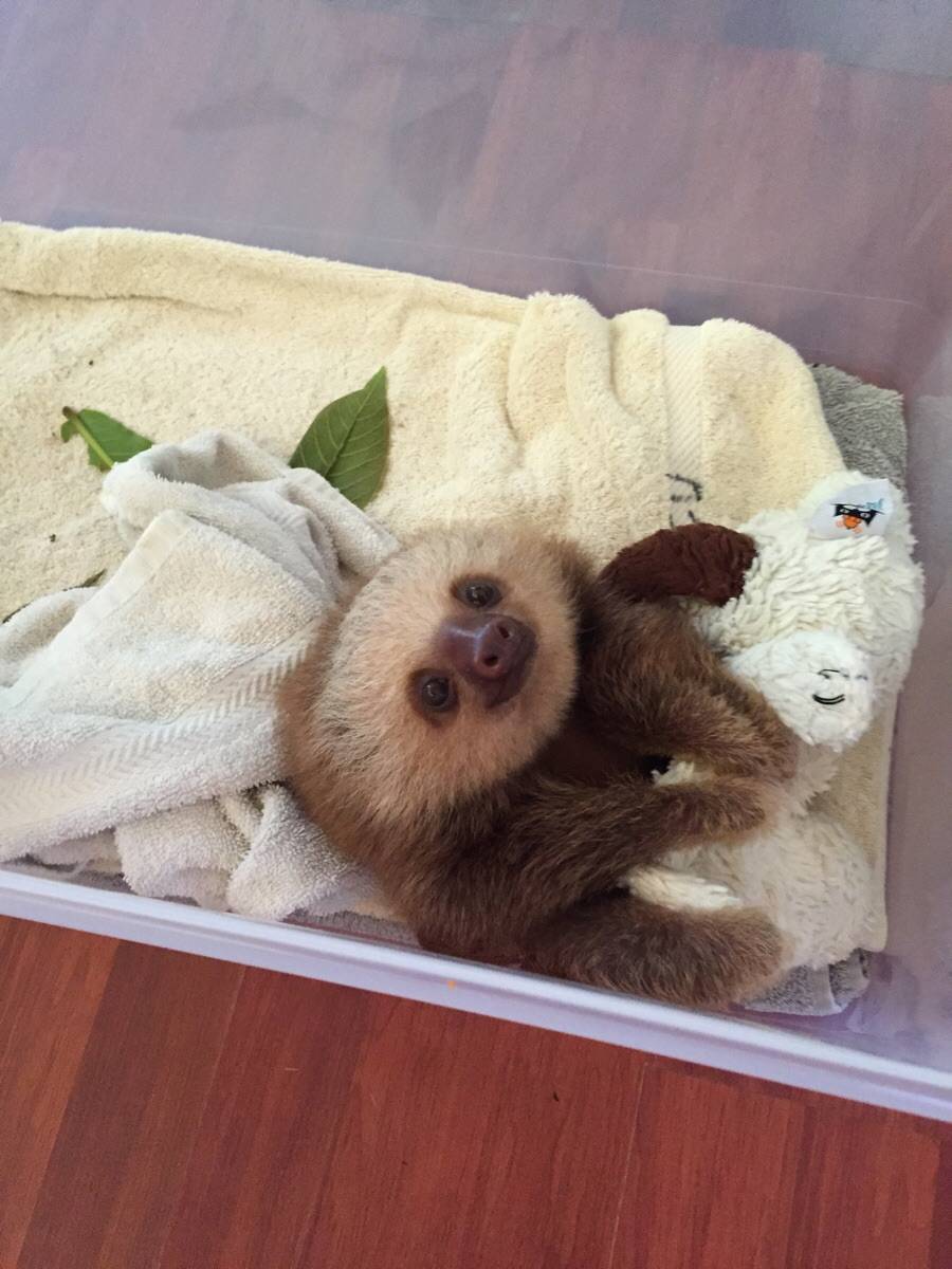 What a cute little pancake teddy bear! | Scrolller