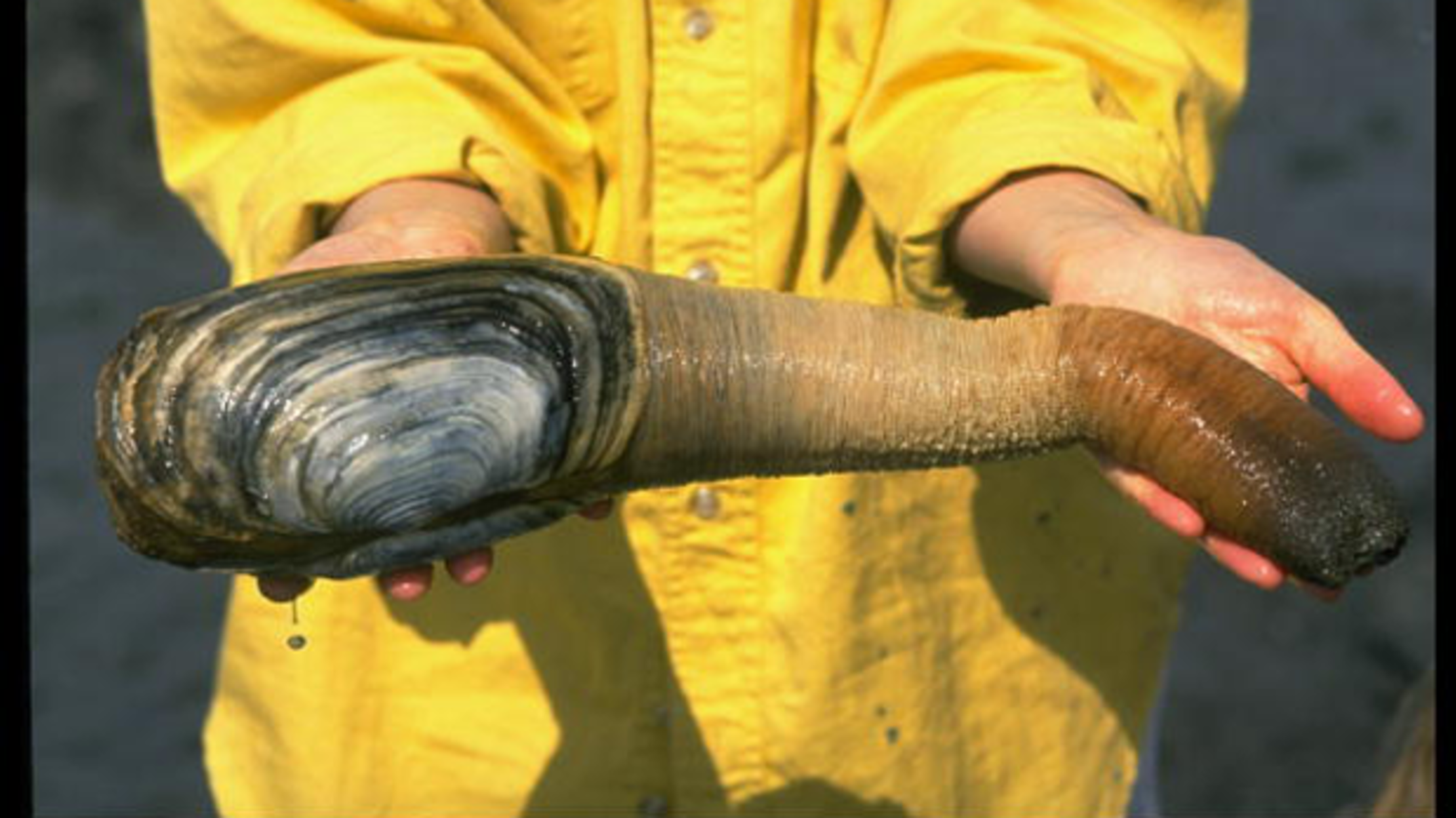 What a Geoduck clam looks like | Scrolller