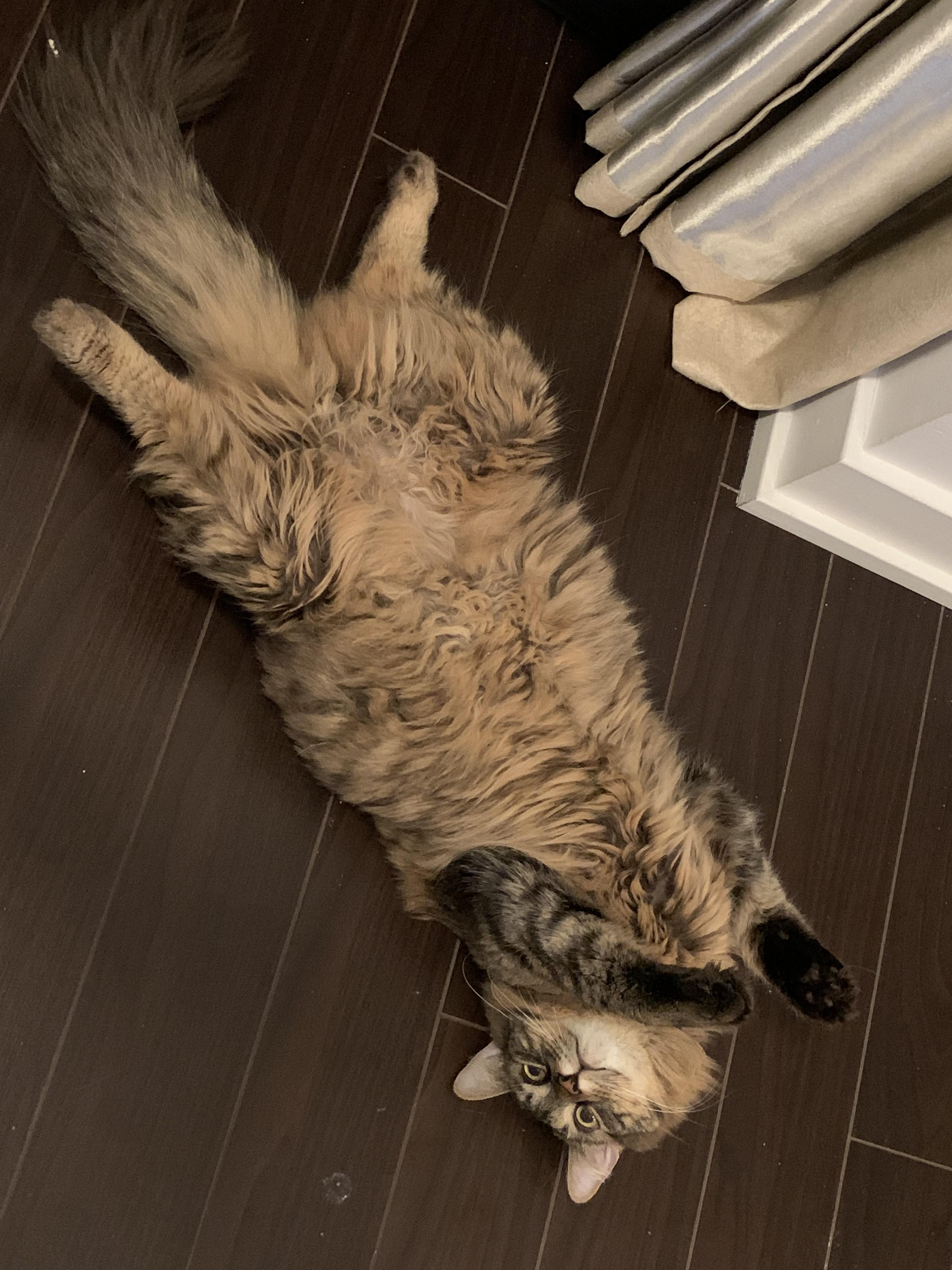 What about an upside down sploot? | Scrolller