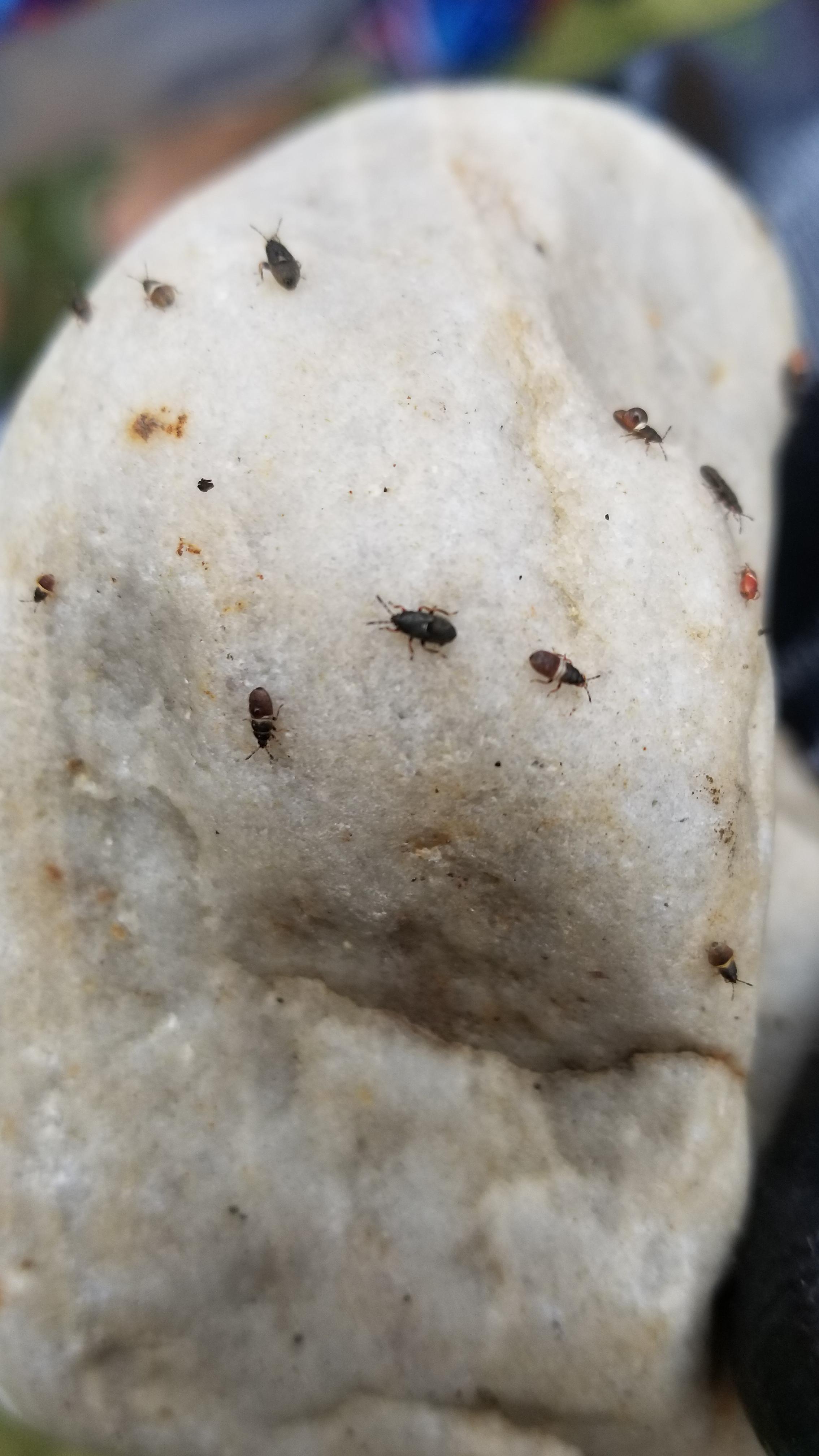 What are these little tiny bugs?? They are all over my lawn. There are tons of them (1000+) on ...