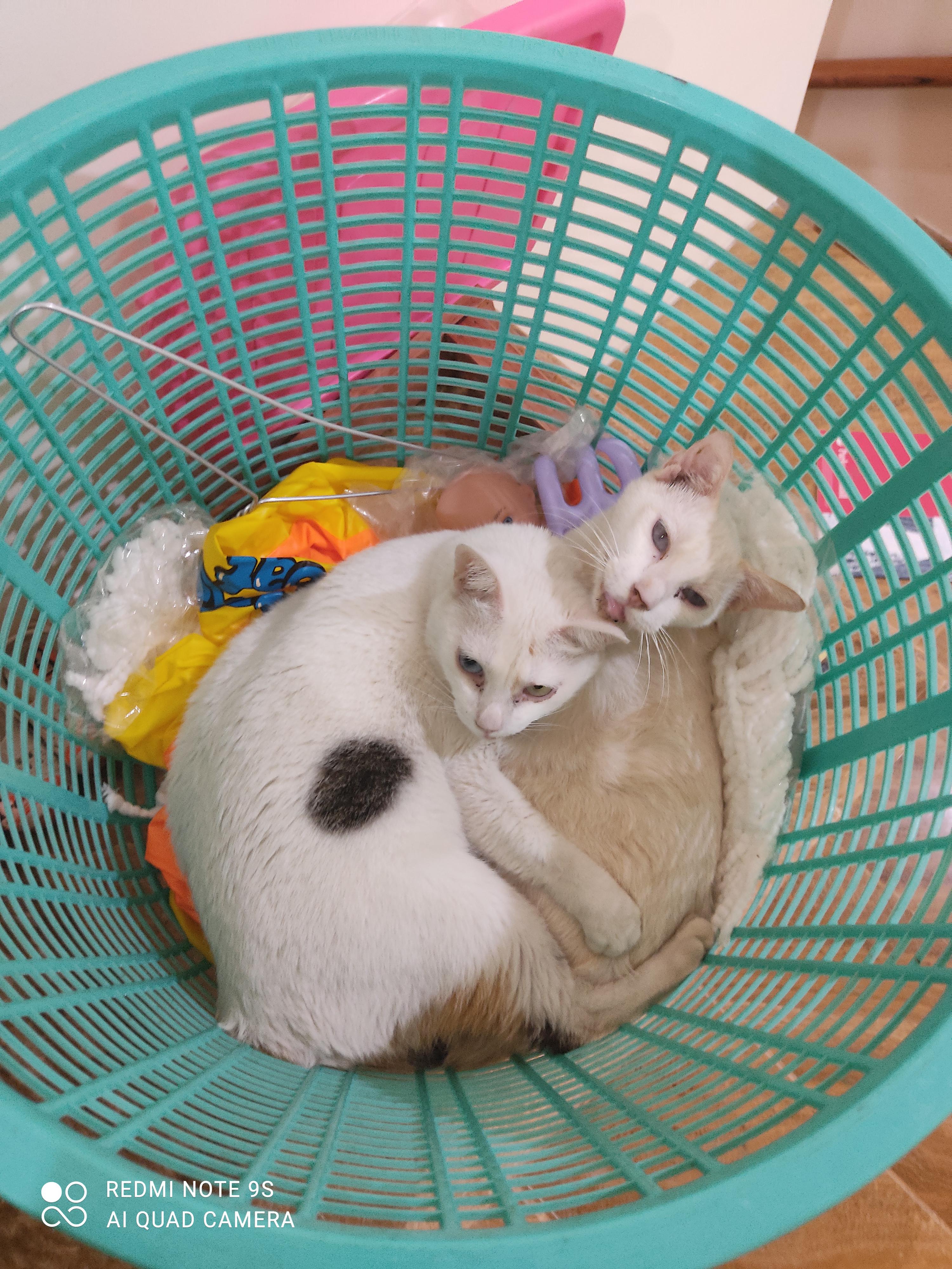 What are you looking at, human?! | Scrolller