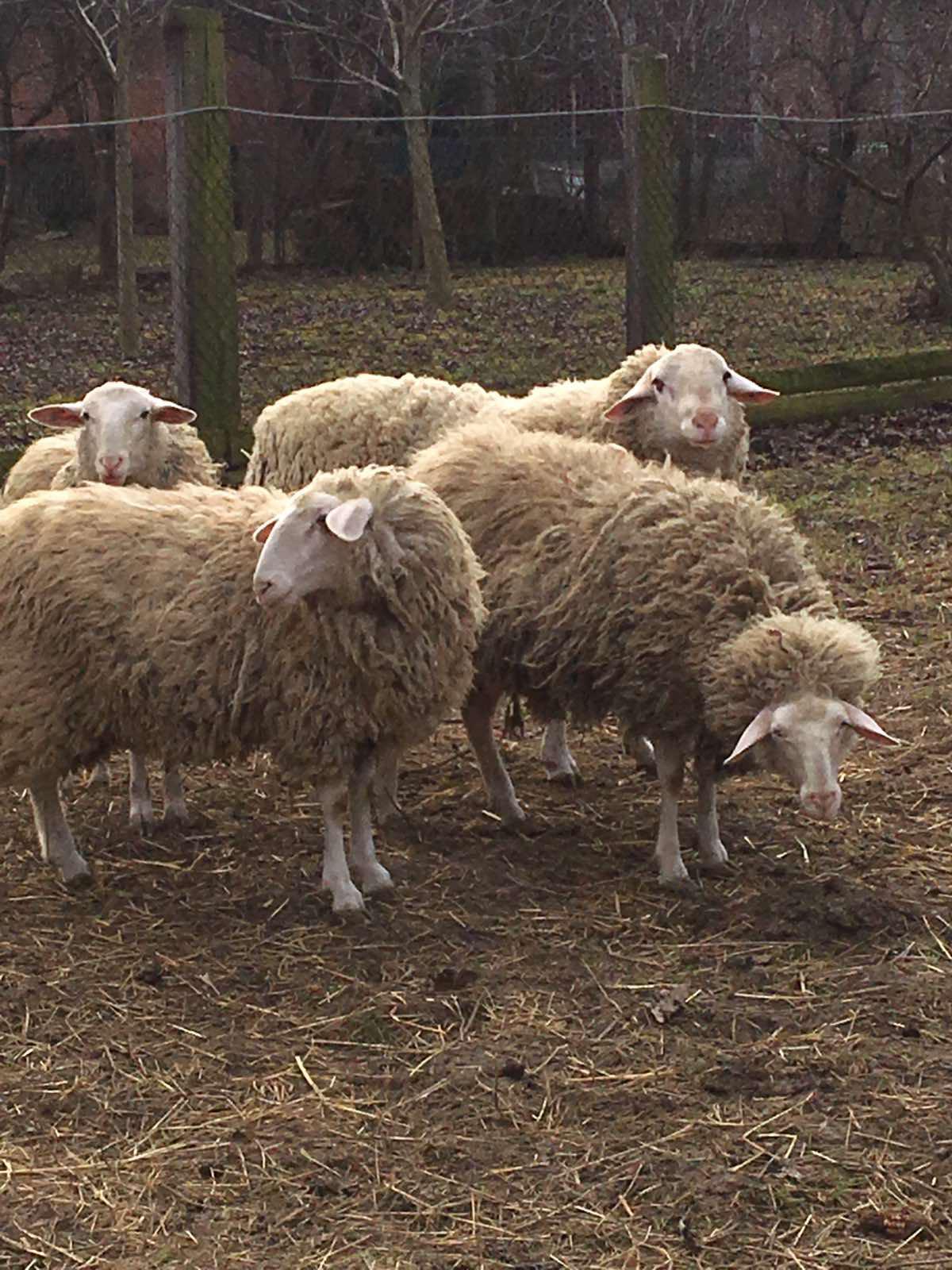 What breed of sheep is this? | Scrolller