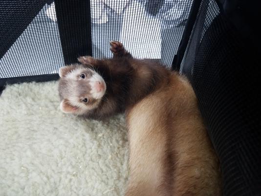 what color pattern am I? | Scrolller