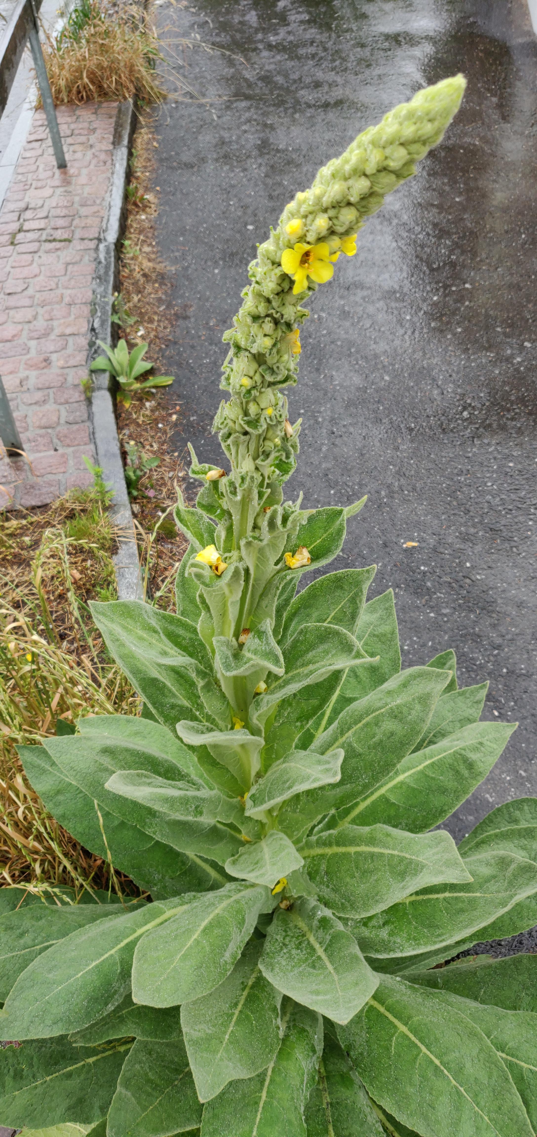 What Is The Name Of This flower Scrolller