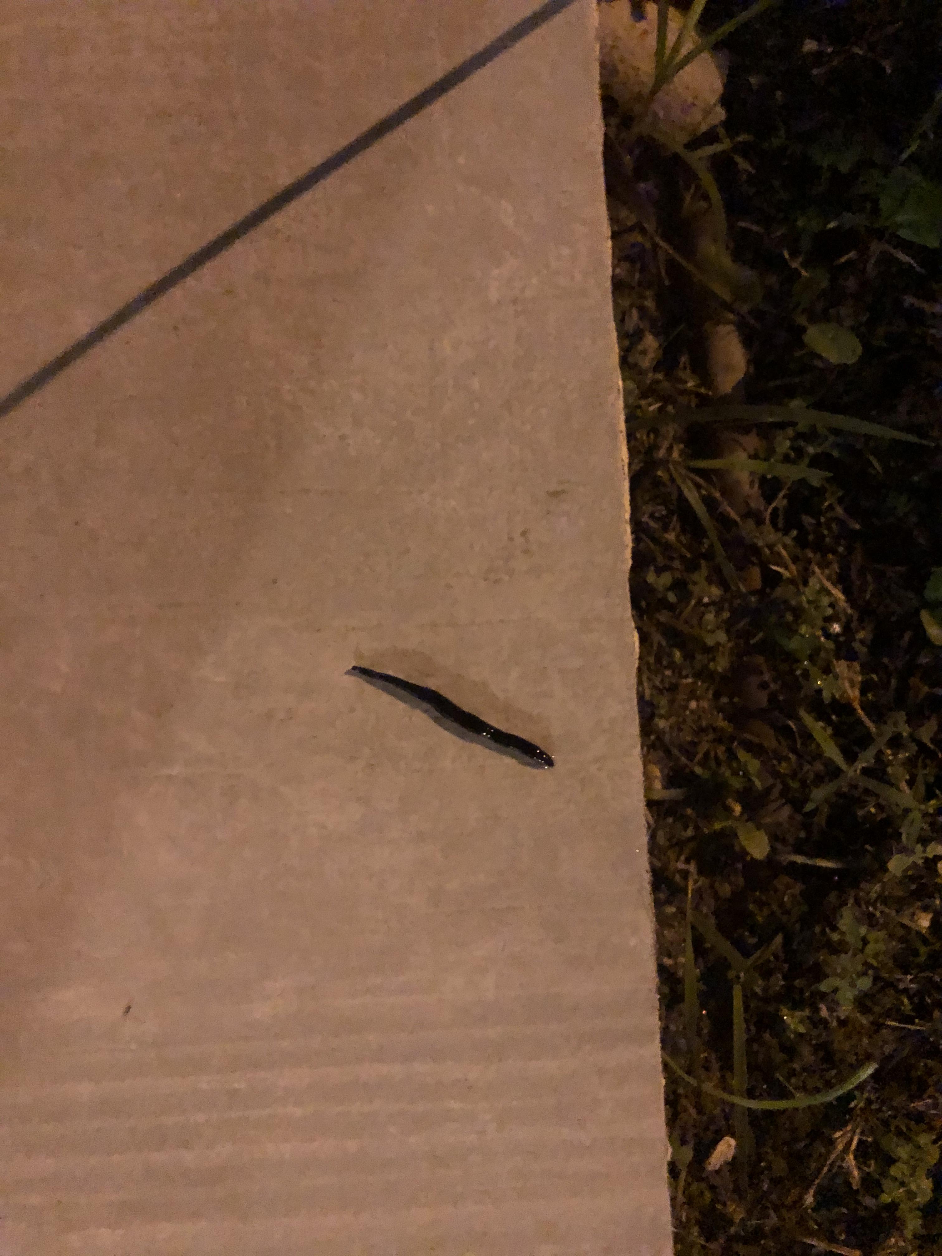 What is this? A slug? A leech? | Scrolller