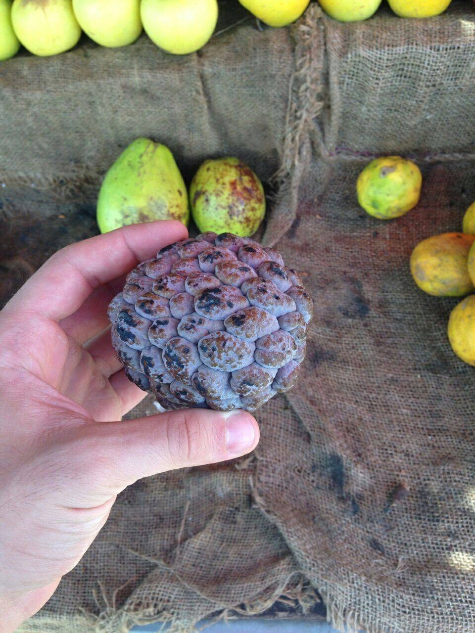 What is this fruit? | Scrolller