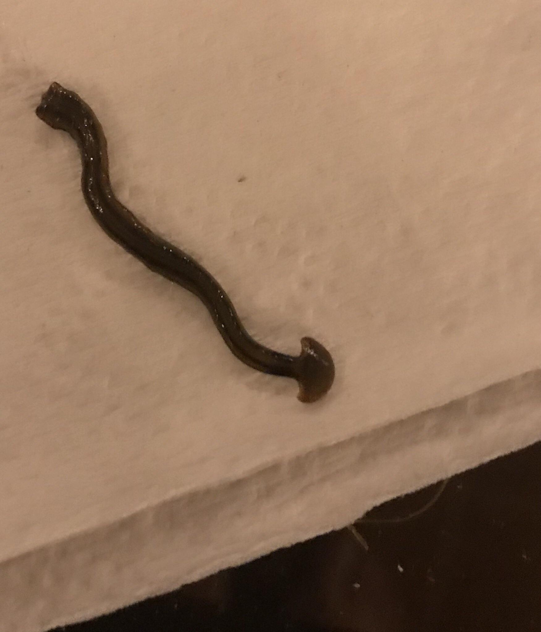 What is this hammerhead worm thing? He was about 1 3/4” long. | Scrolller