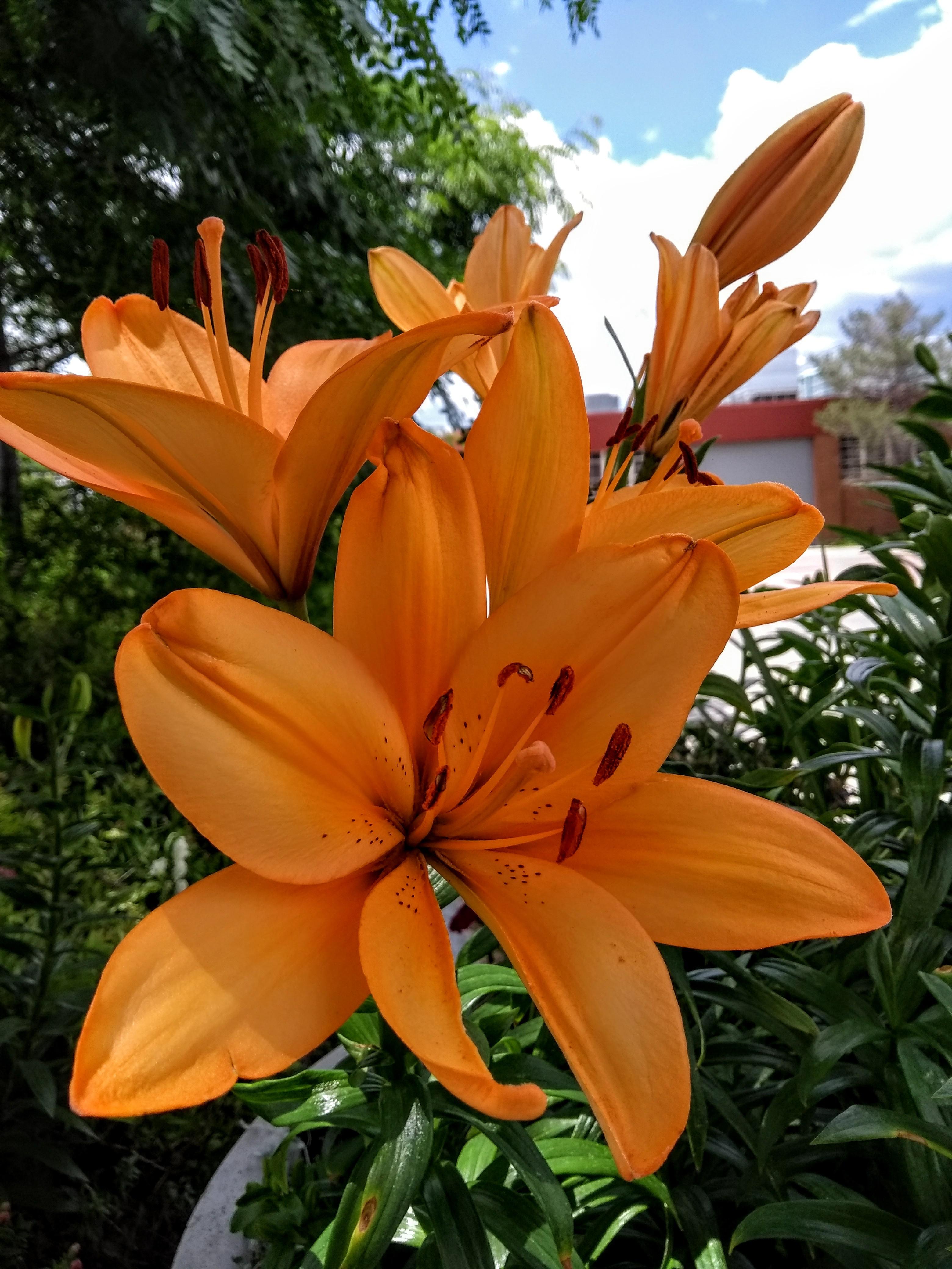 What is this orange beauty? | Scrolller