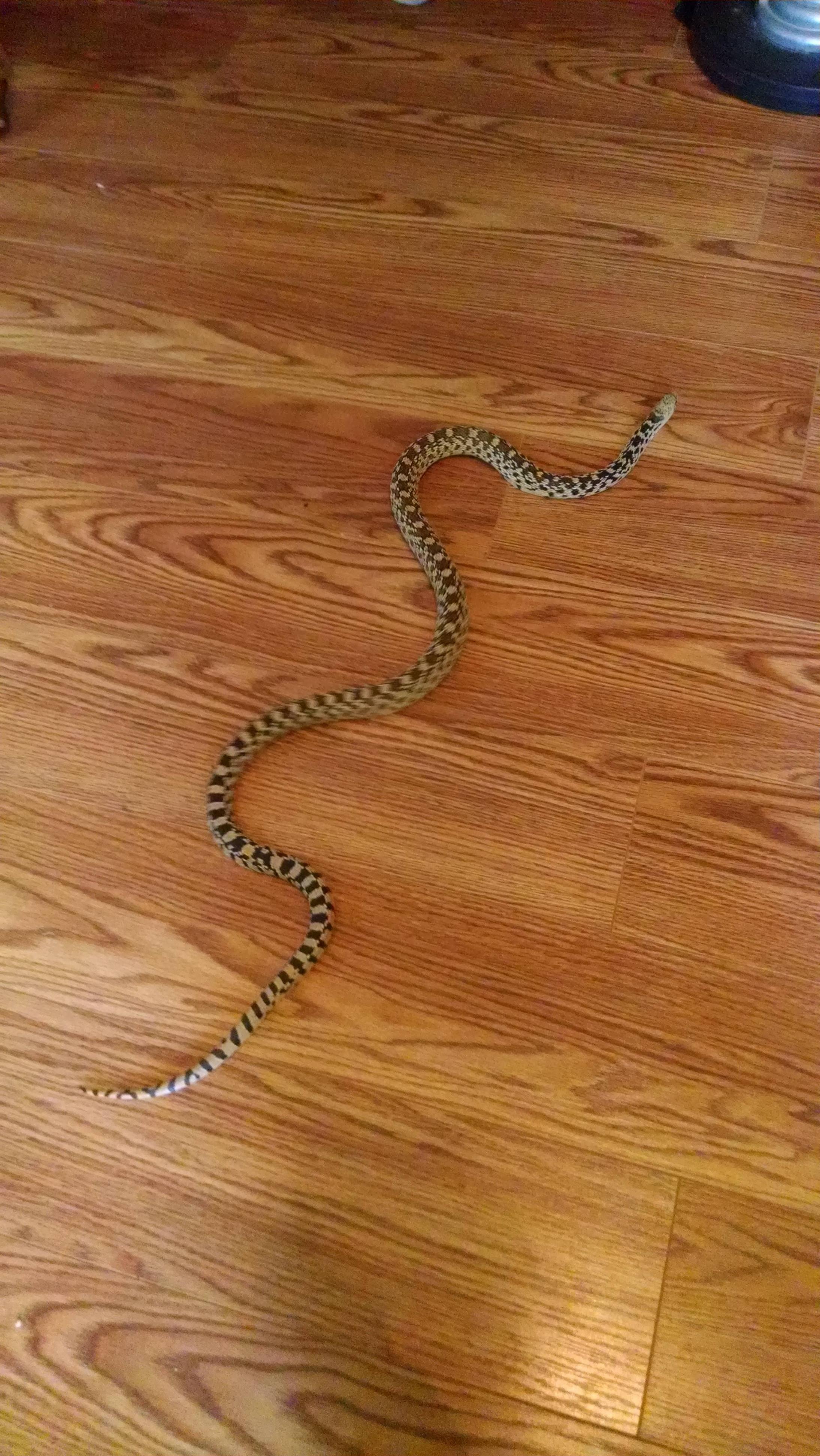 What is this snake? | Scrolller