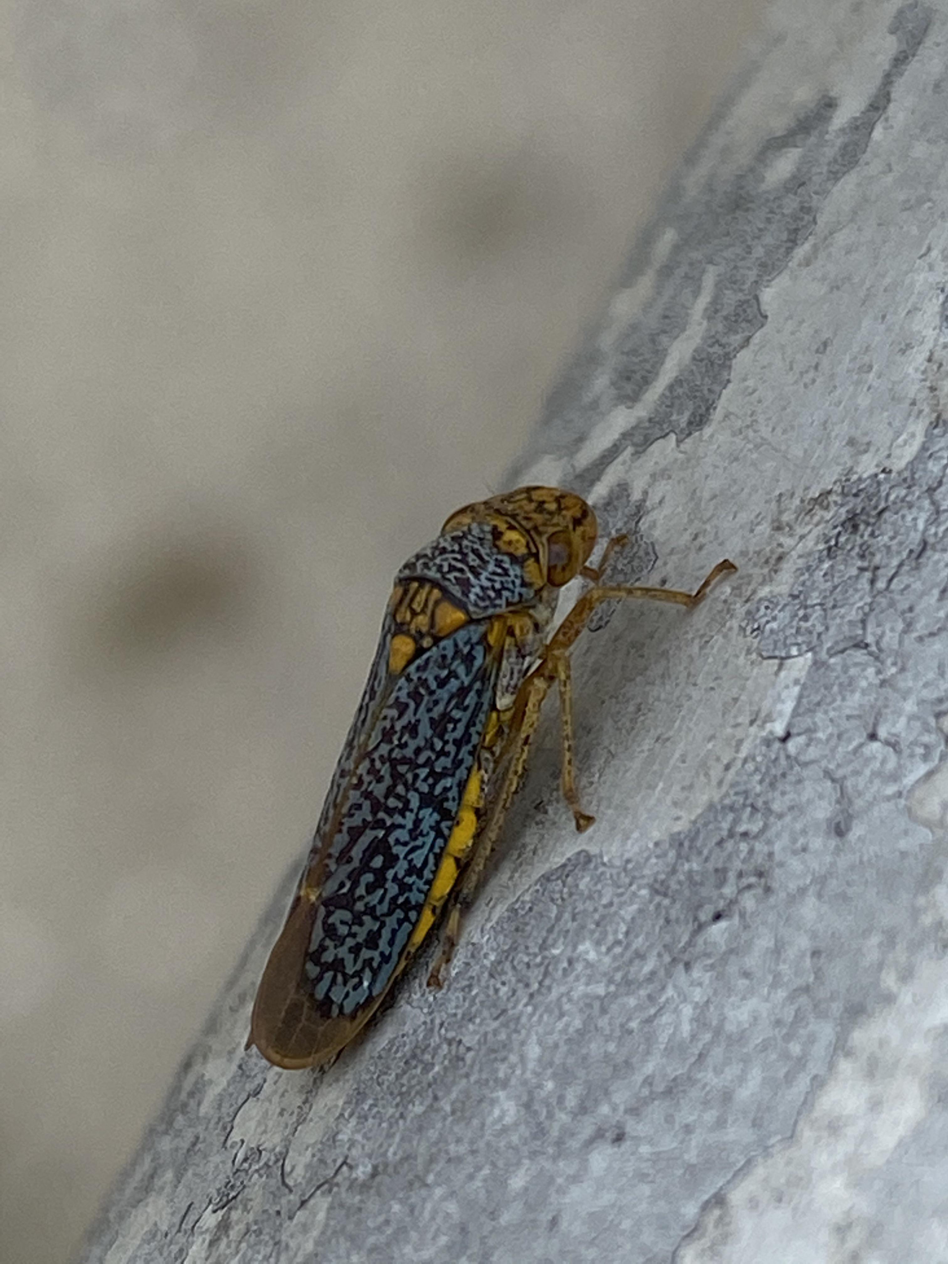 What is this? Very cool | Scrolller