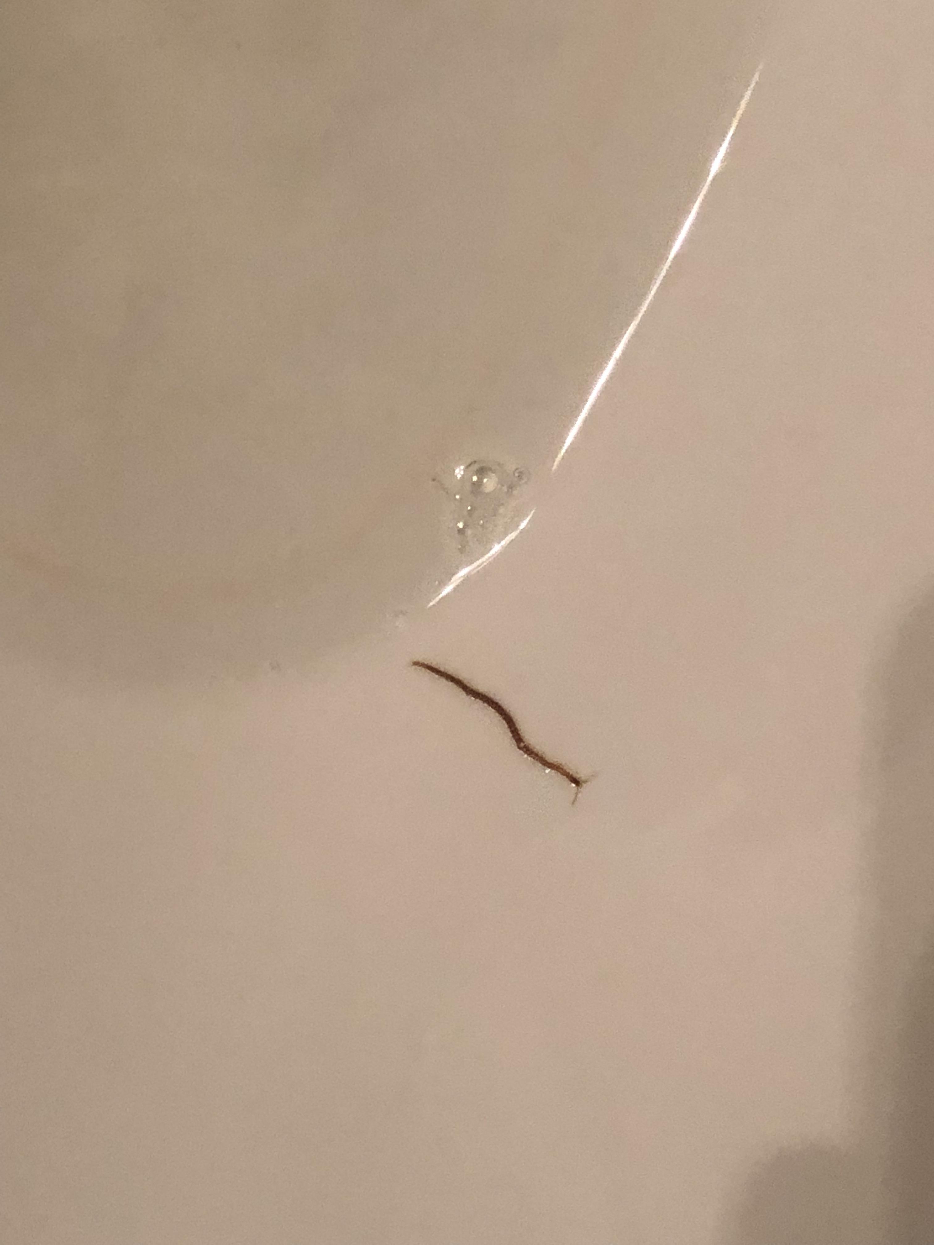 What is this worm? | Scrolller