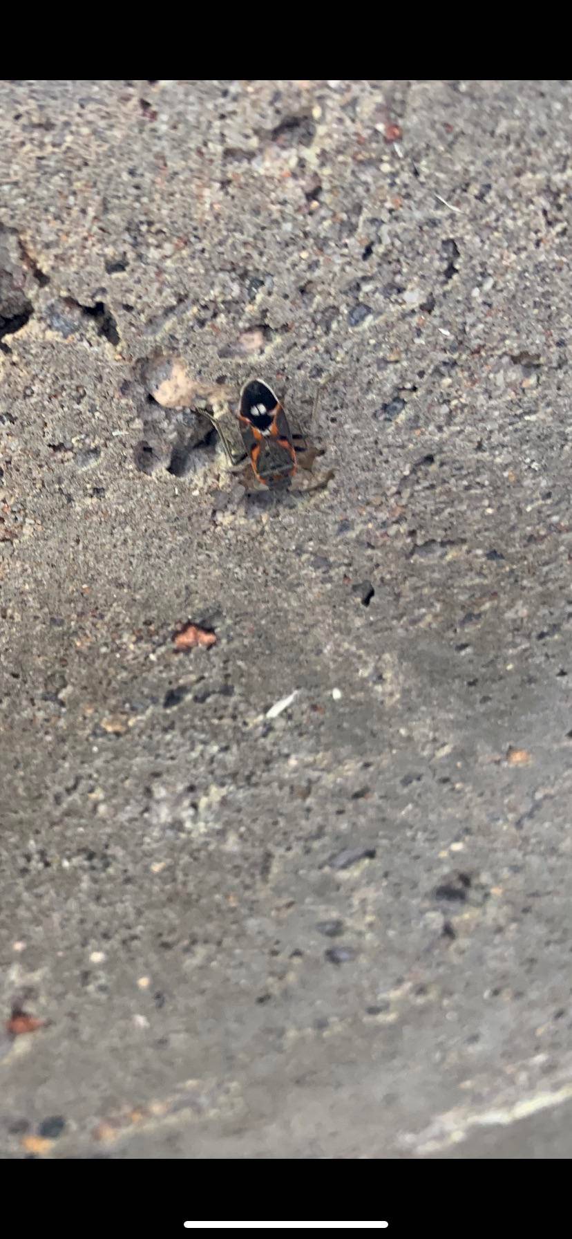 What kind of bug is this?!? They are all over a certain area of my backyard. Carpenter ants ...