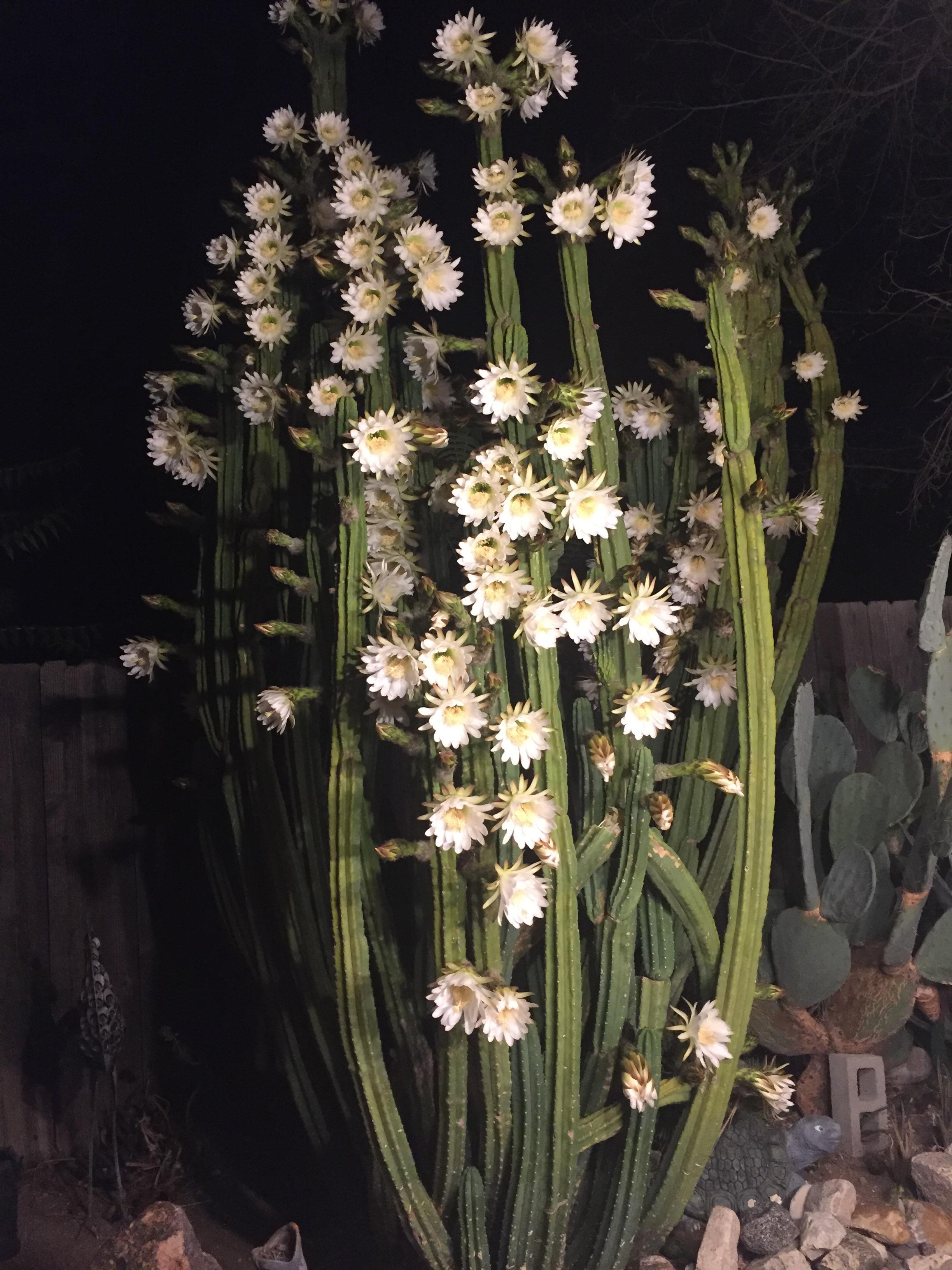 What kind of cactus is this? | Scrolller