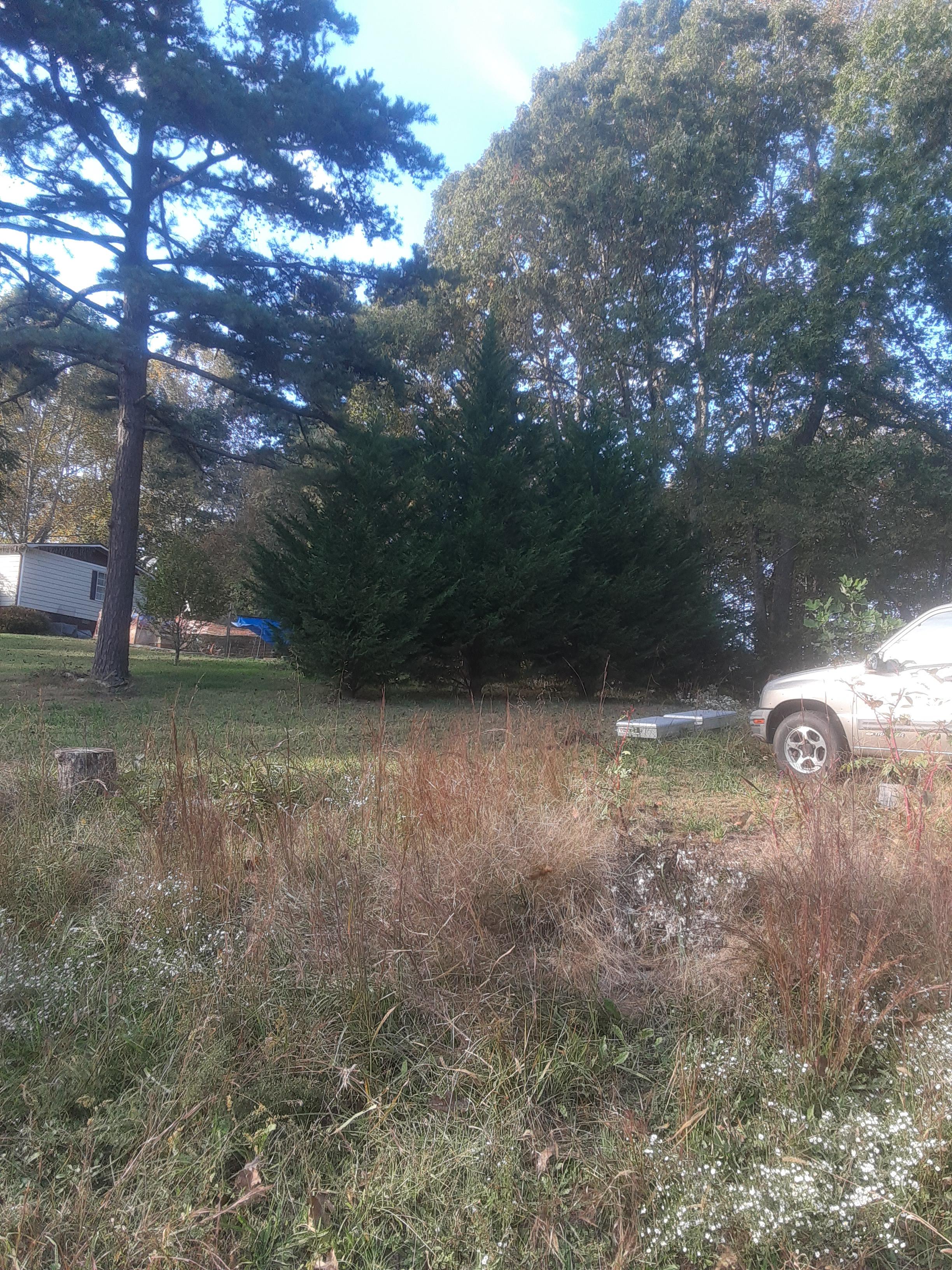 What kind of evergreen is this? Looking to add more around my front yard | Scrolller