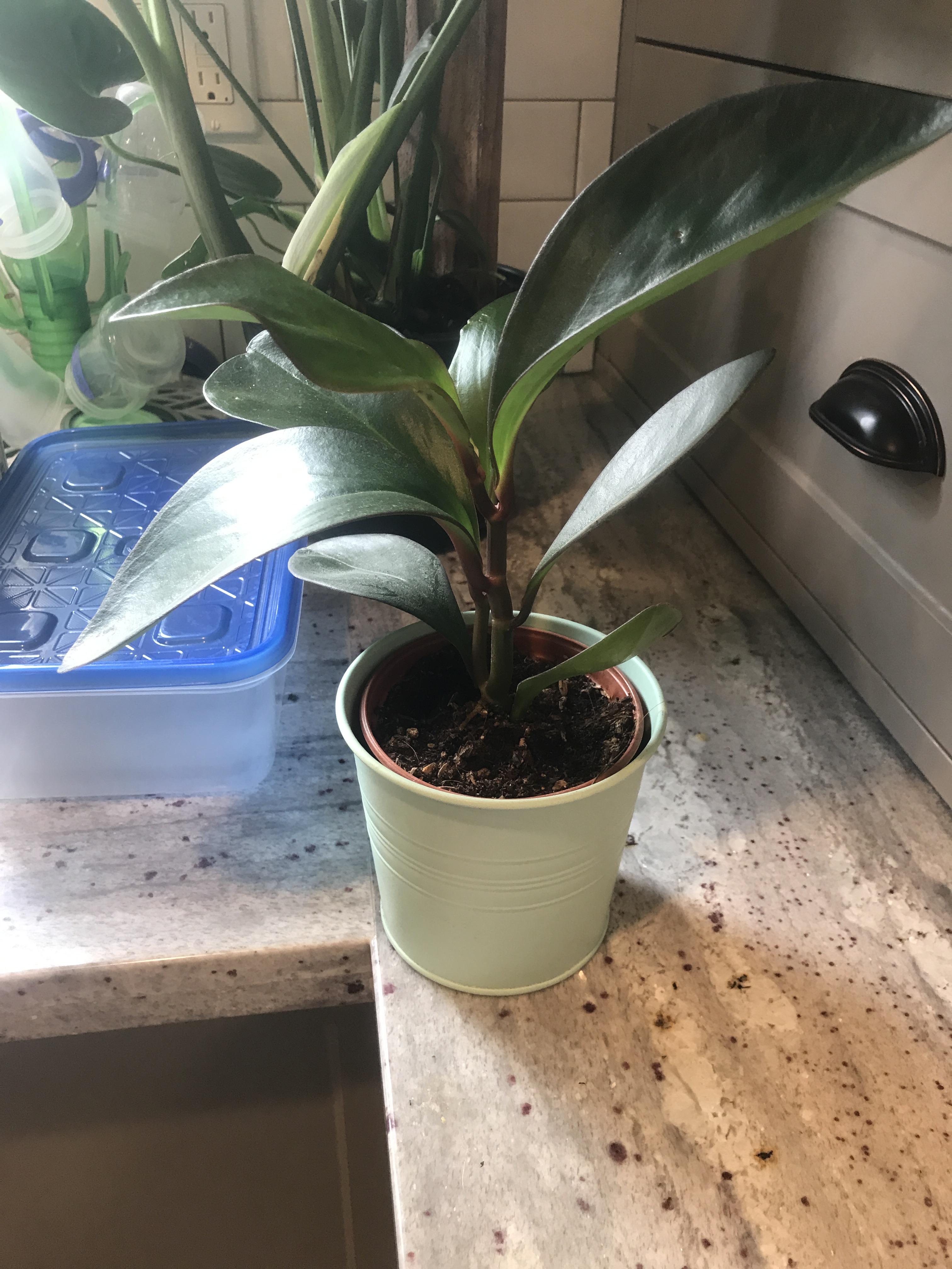 What plant is this? | Scrolller