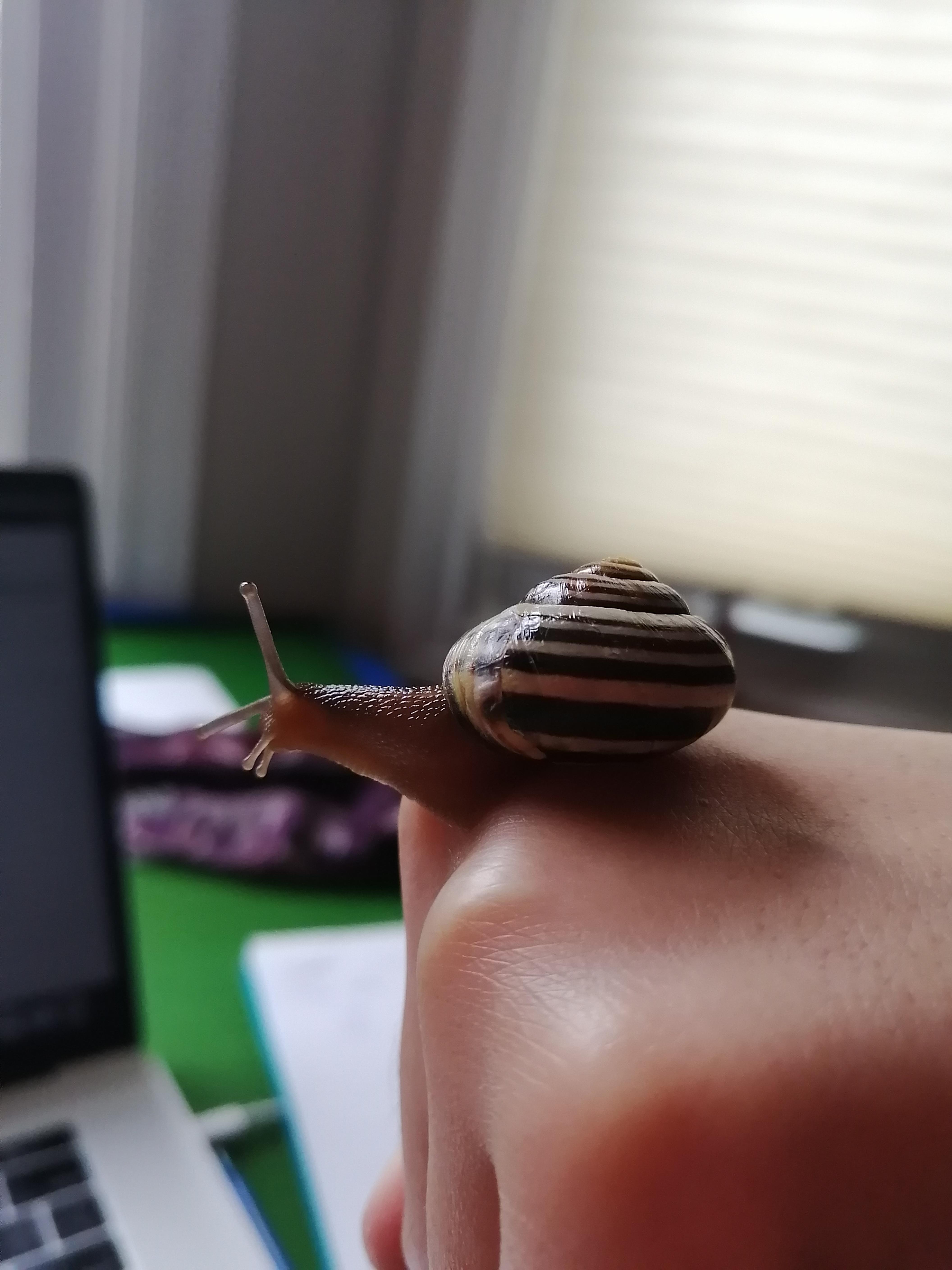 What type of snail is this? | Scrolller