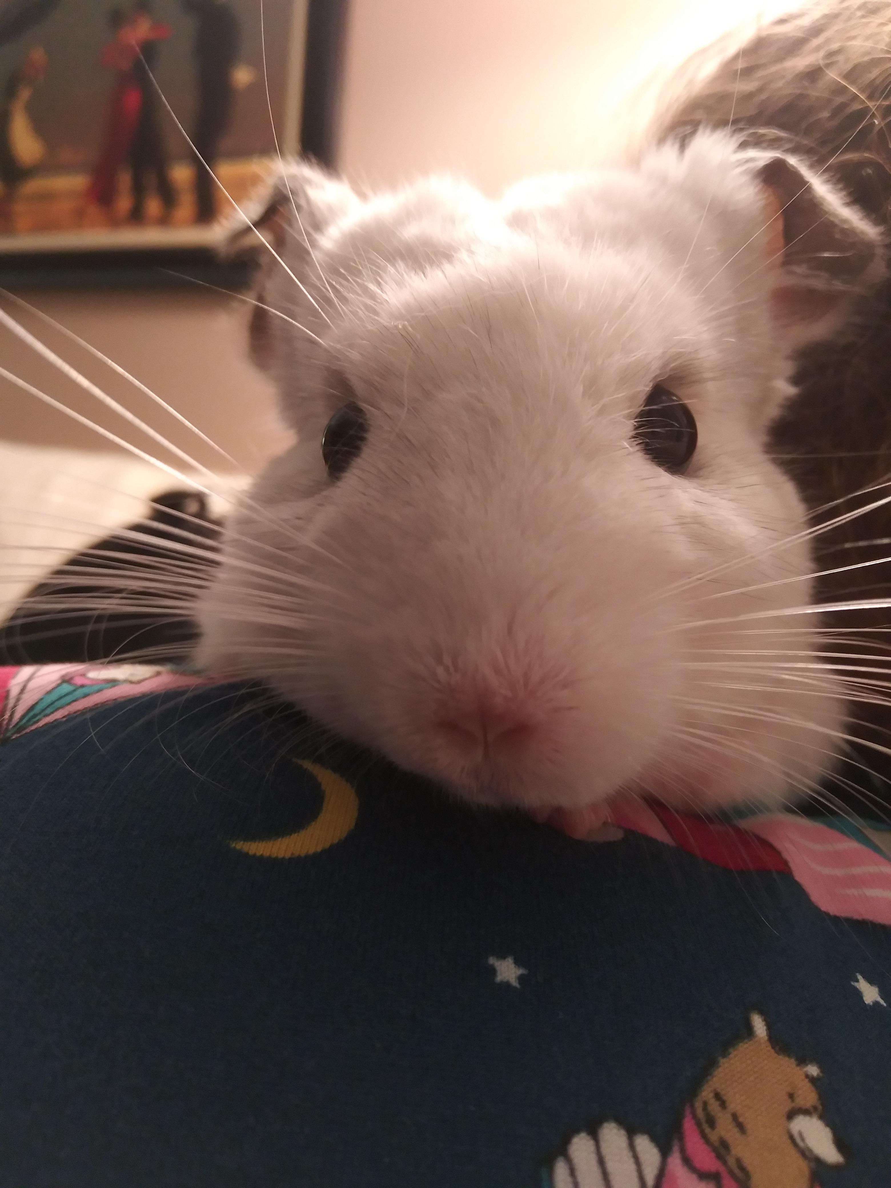 Whatcha lookin at | Scrolller