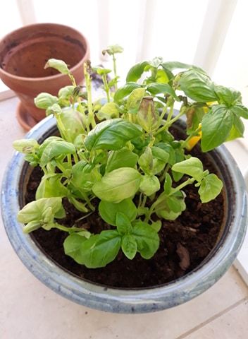 What's happening to my Basil plant? | Scrolller