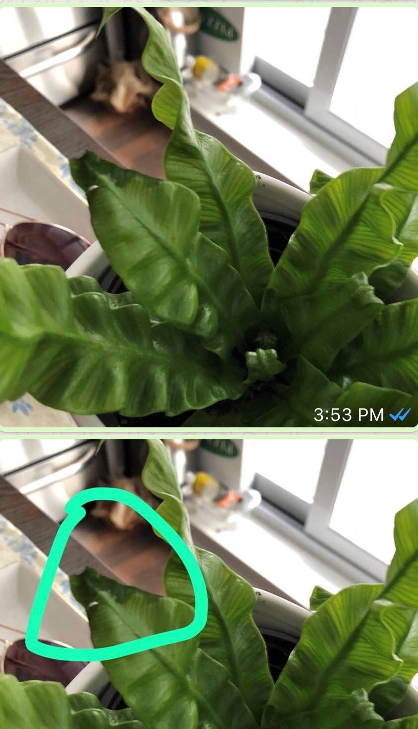 What's happening with my Crispy Wave Fern? | Scrolller