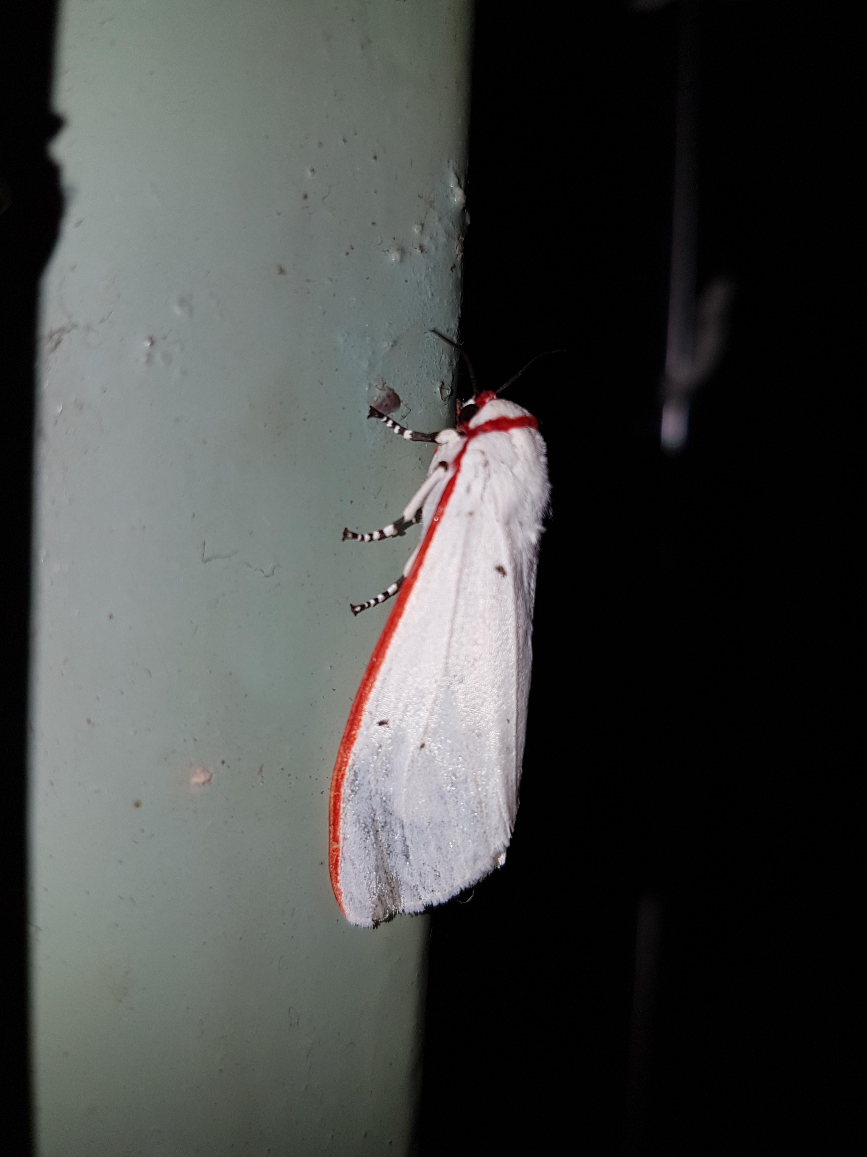 What's this moths name ? | Scrolller